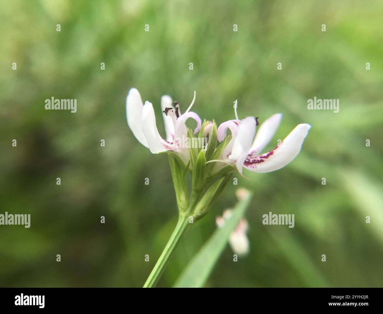 American water-willow (Justicia americana Stock Photo - Alamy