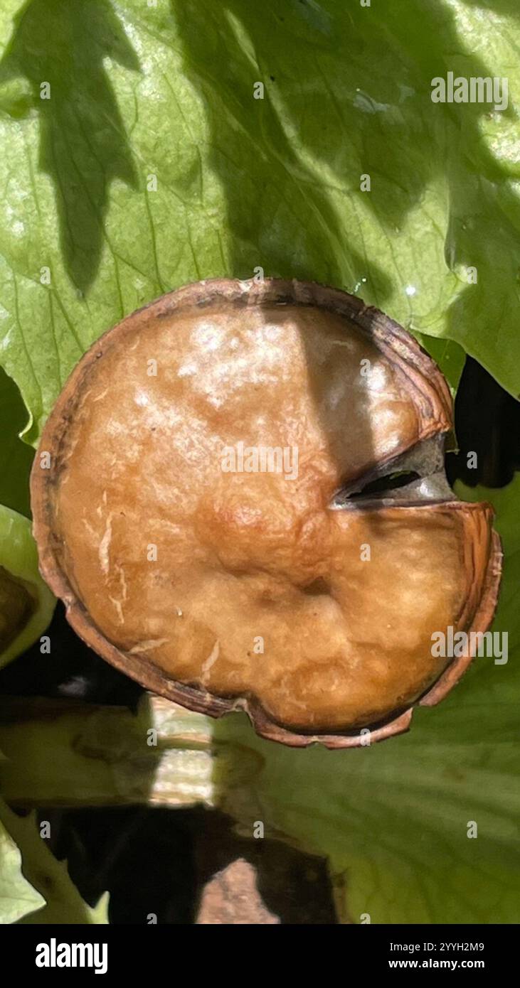 Banded mottlegill hi-res stock photography and images - Alamy