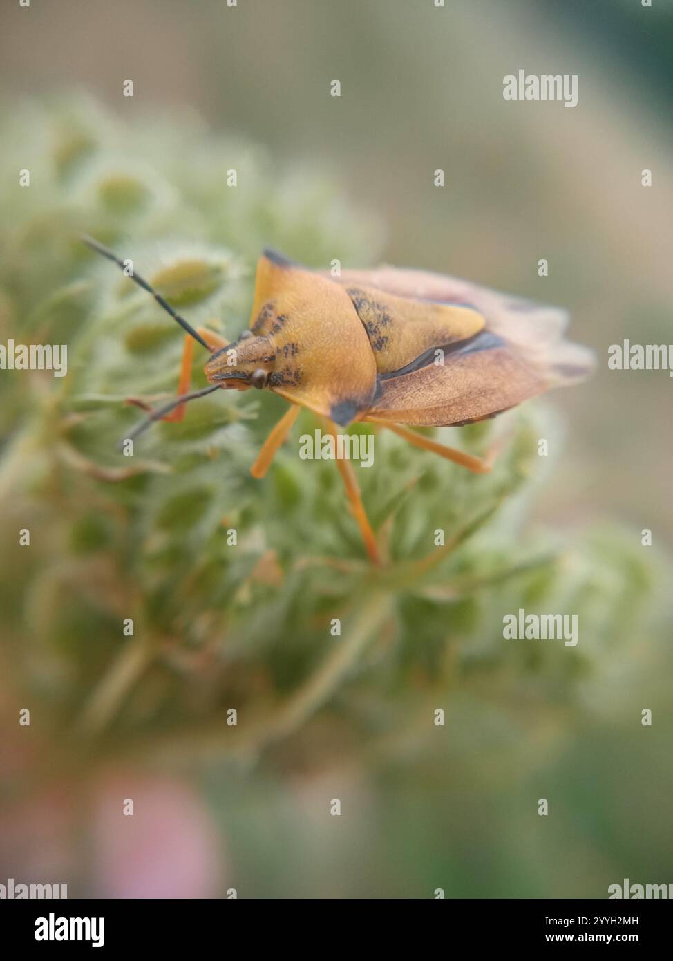 northern fruit bug (Carpocoris fuscispinus Stock Photo - Alamy