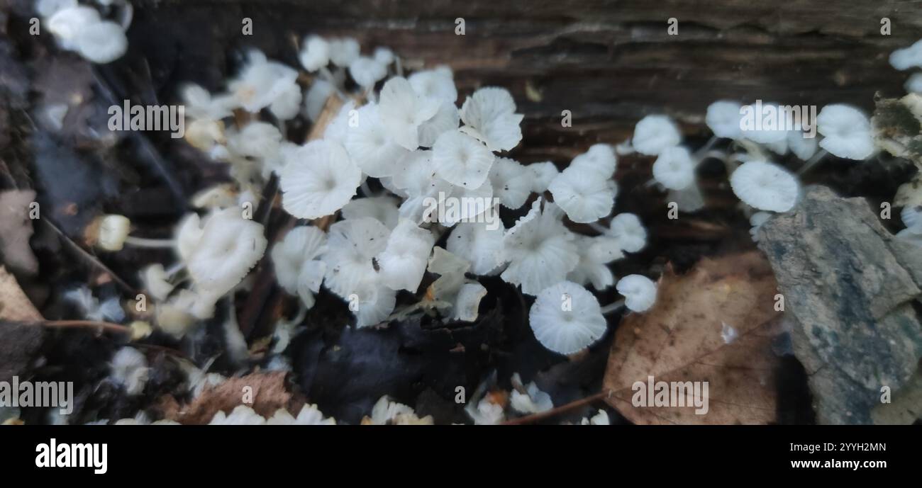 Delicatula integrella hi-res stock photography and images - Alamy