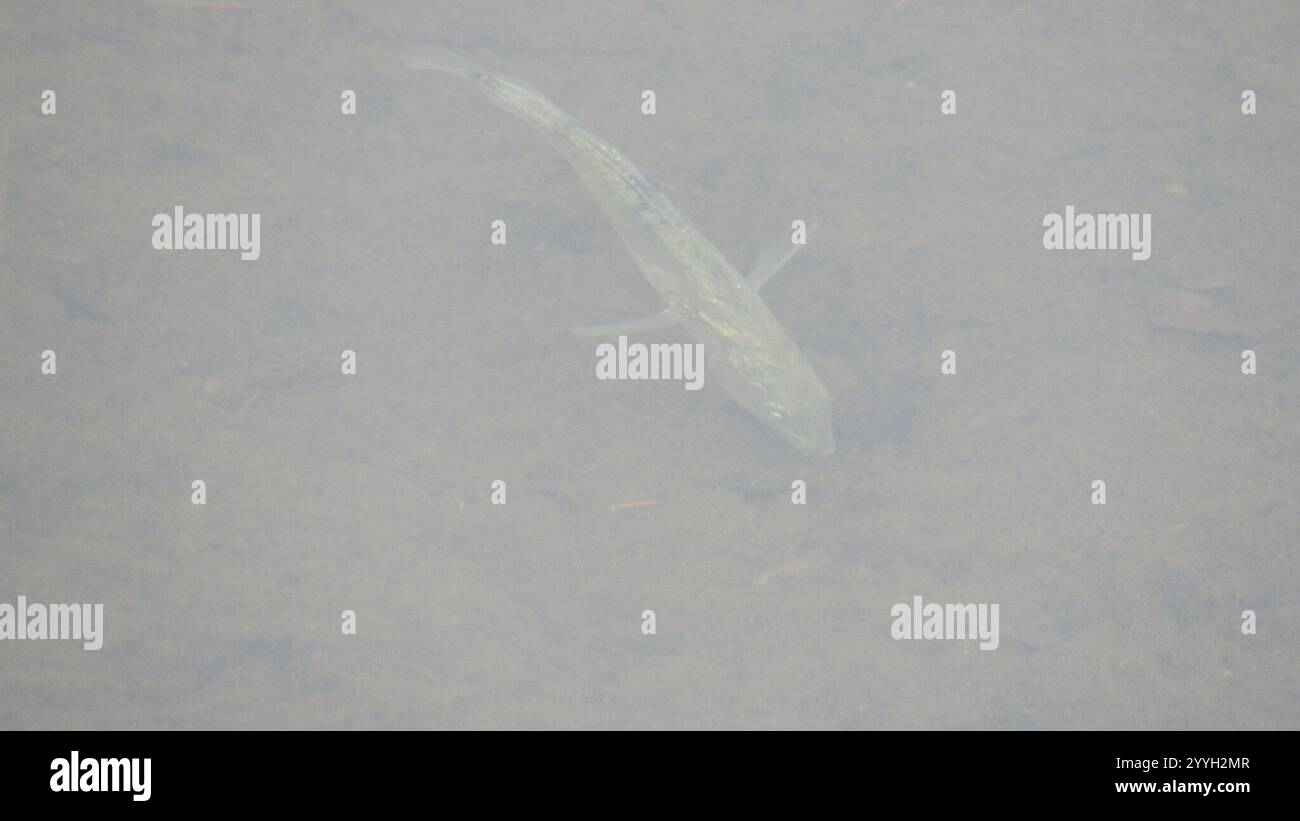 Ray-finned Fishes (Actinopterygii Stock Photo - Alamy