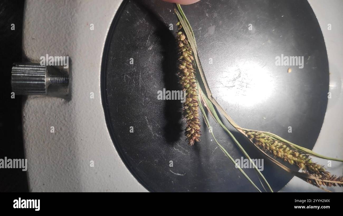 slender tufted-sedge (Carex acuta Stock Photo - Alamy