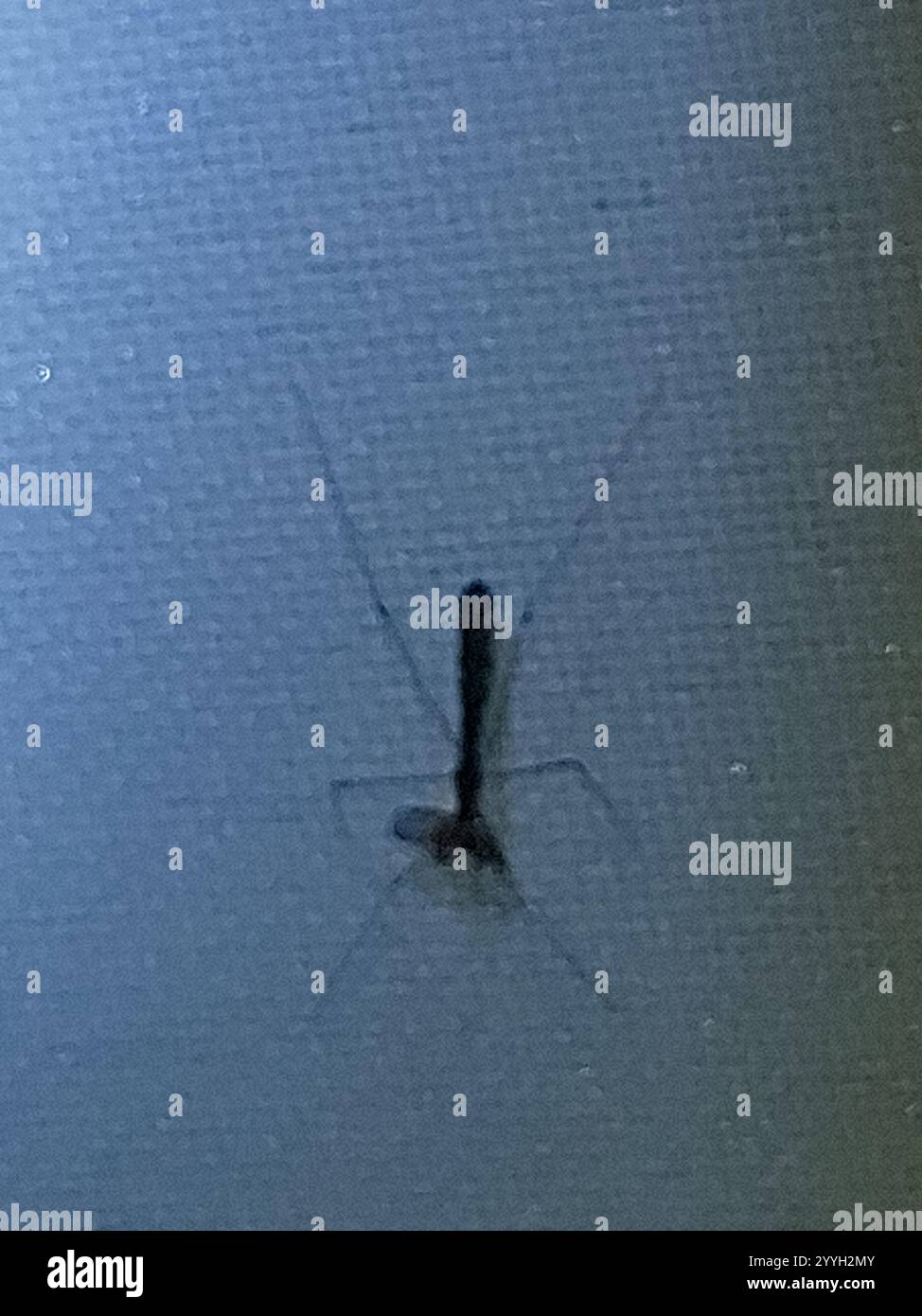 Thread legged bugs hi-res stock photography and images - Alamy