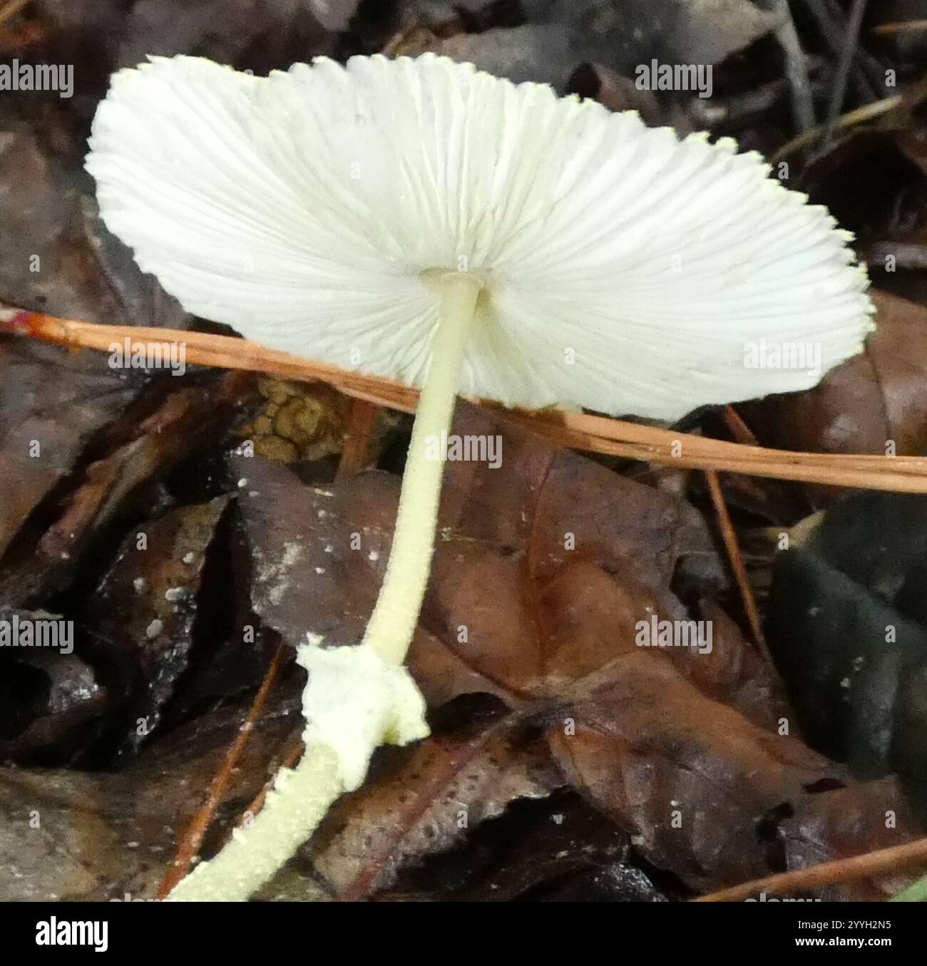 Fragile Dapperling (Leucocoprinus fragilissimus Stock Photo - Alamy