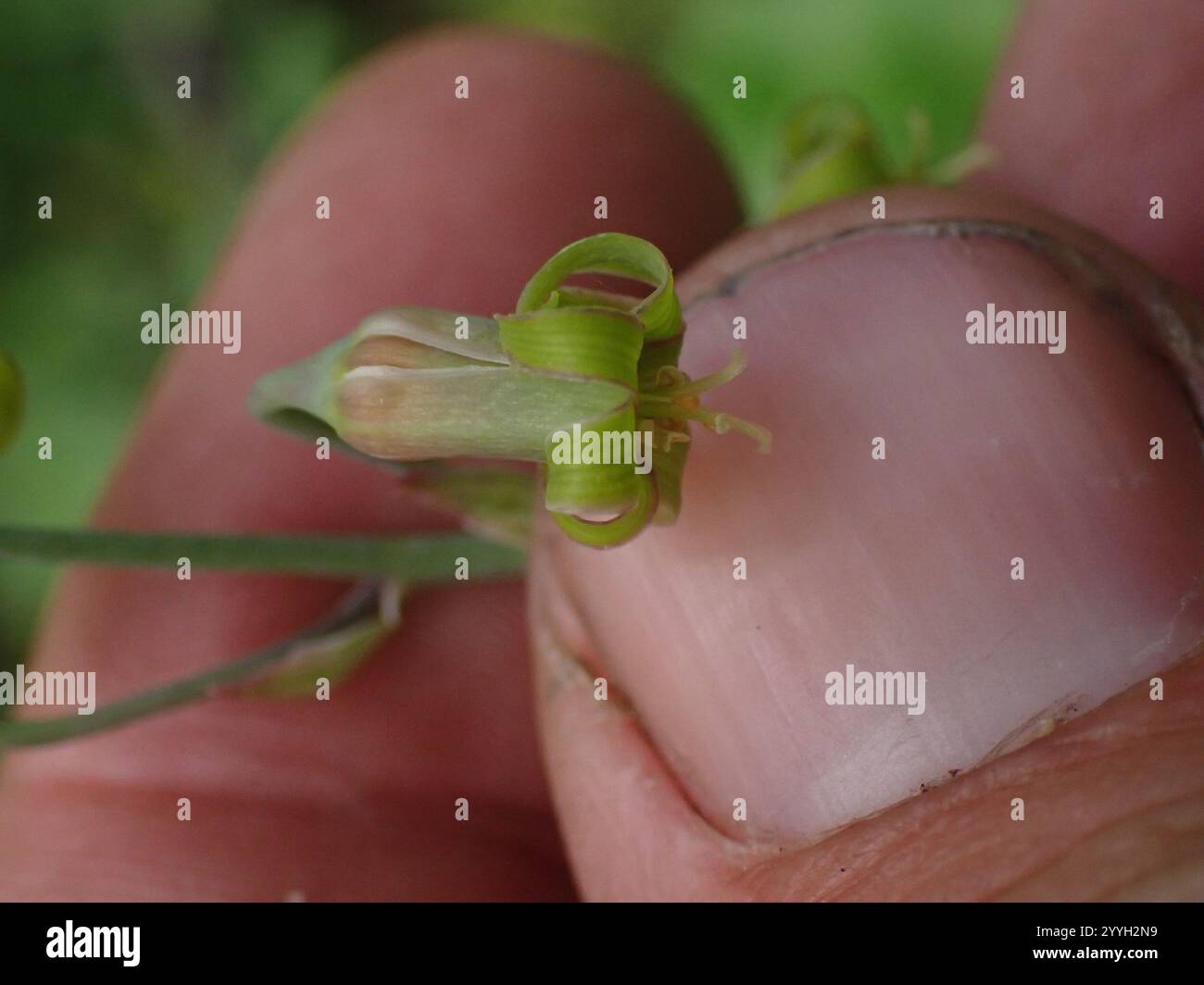 bronze-bells (Anticlea occidentalis Stock Photo - Alamy