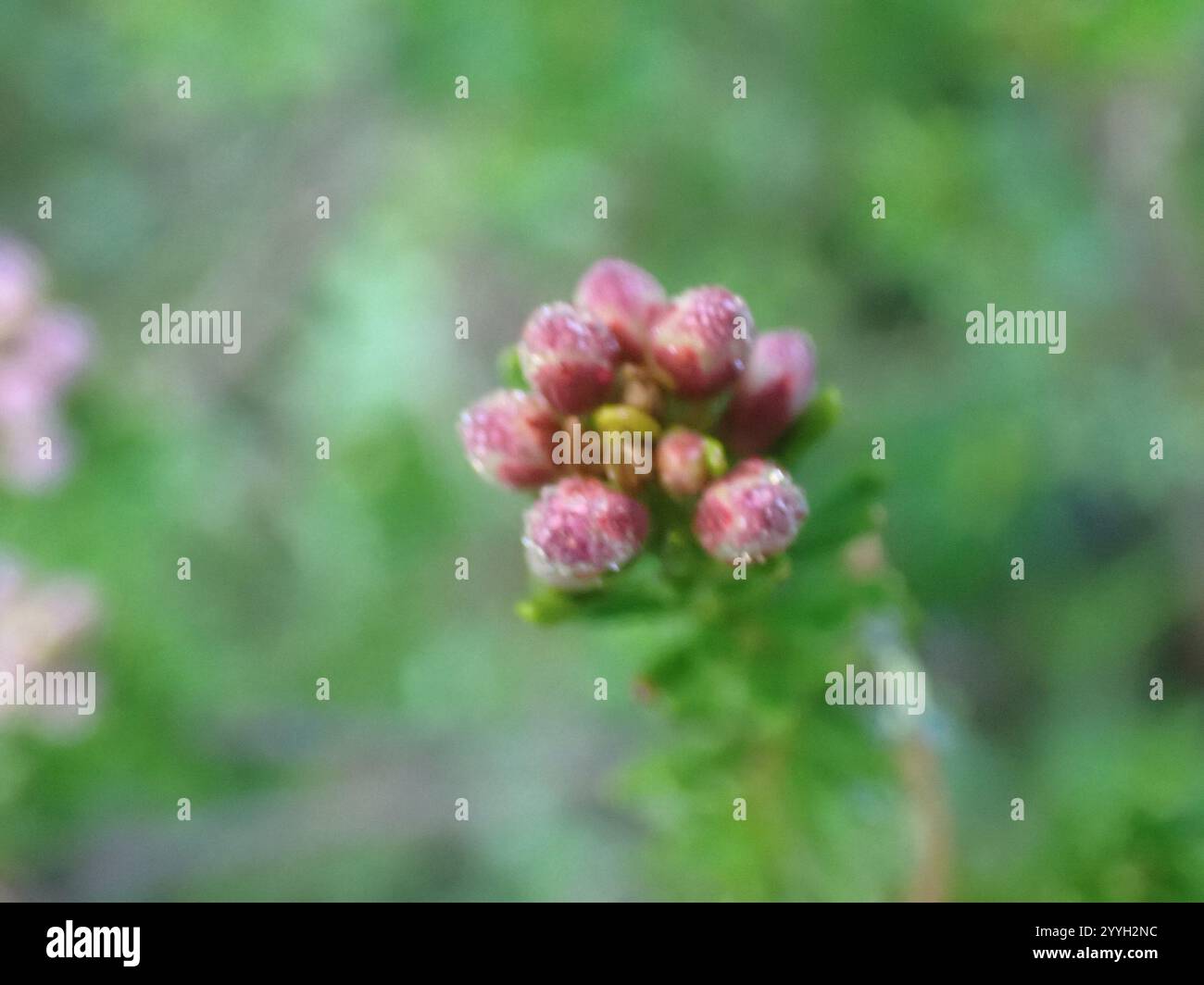 pink mountainheath (Phyllodoce empetriformis Stock Photo - Alamy
