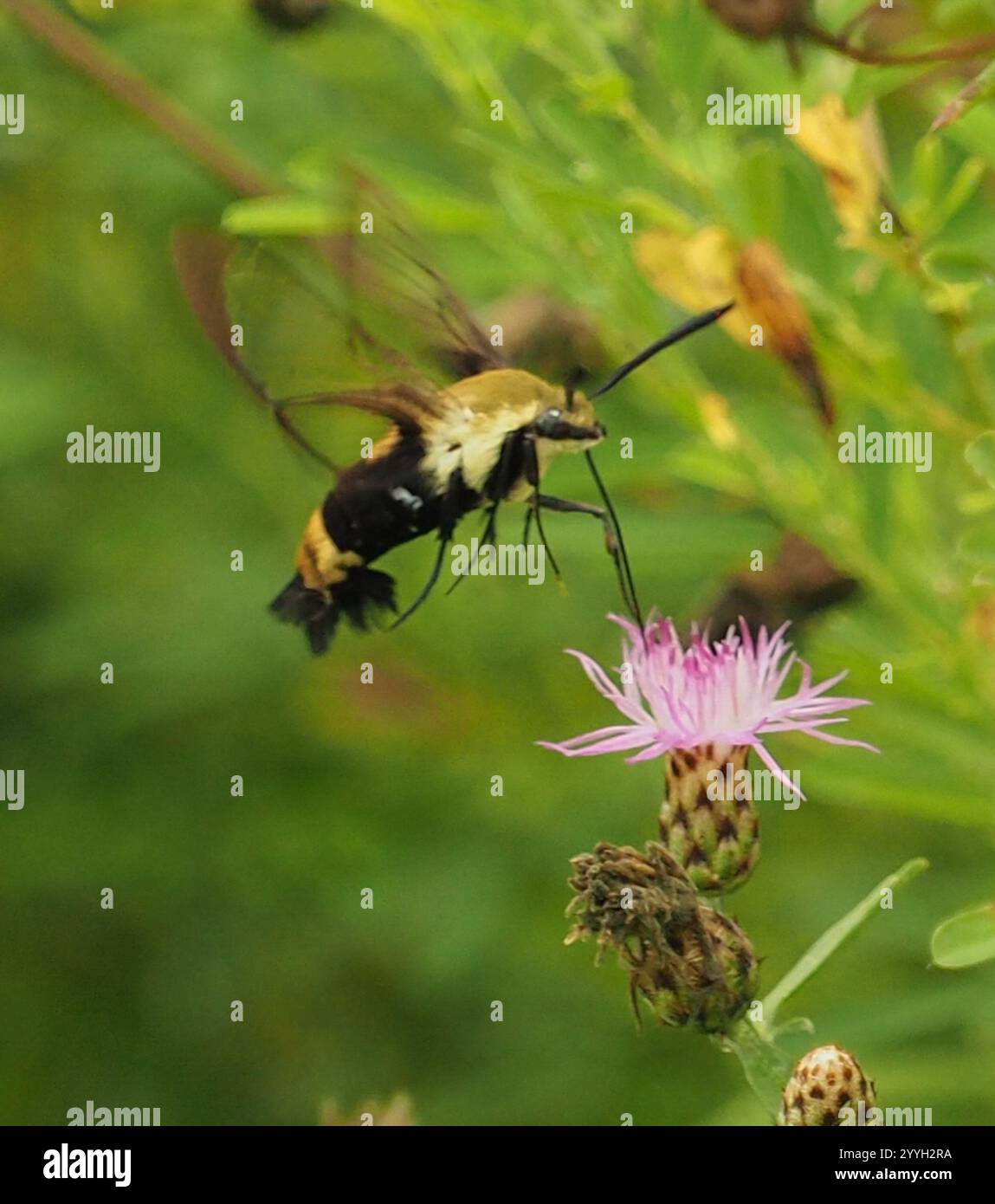 Snowberry Clearwing (Hemaris diffinis Stock Photo - Alamy