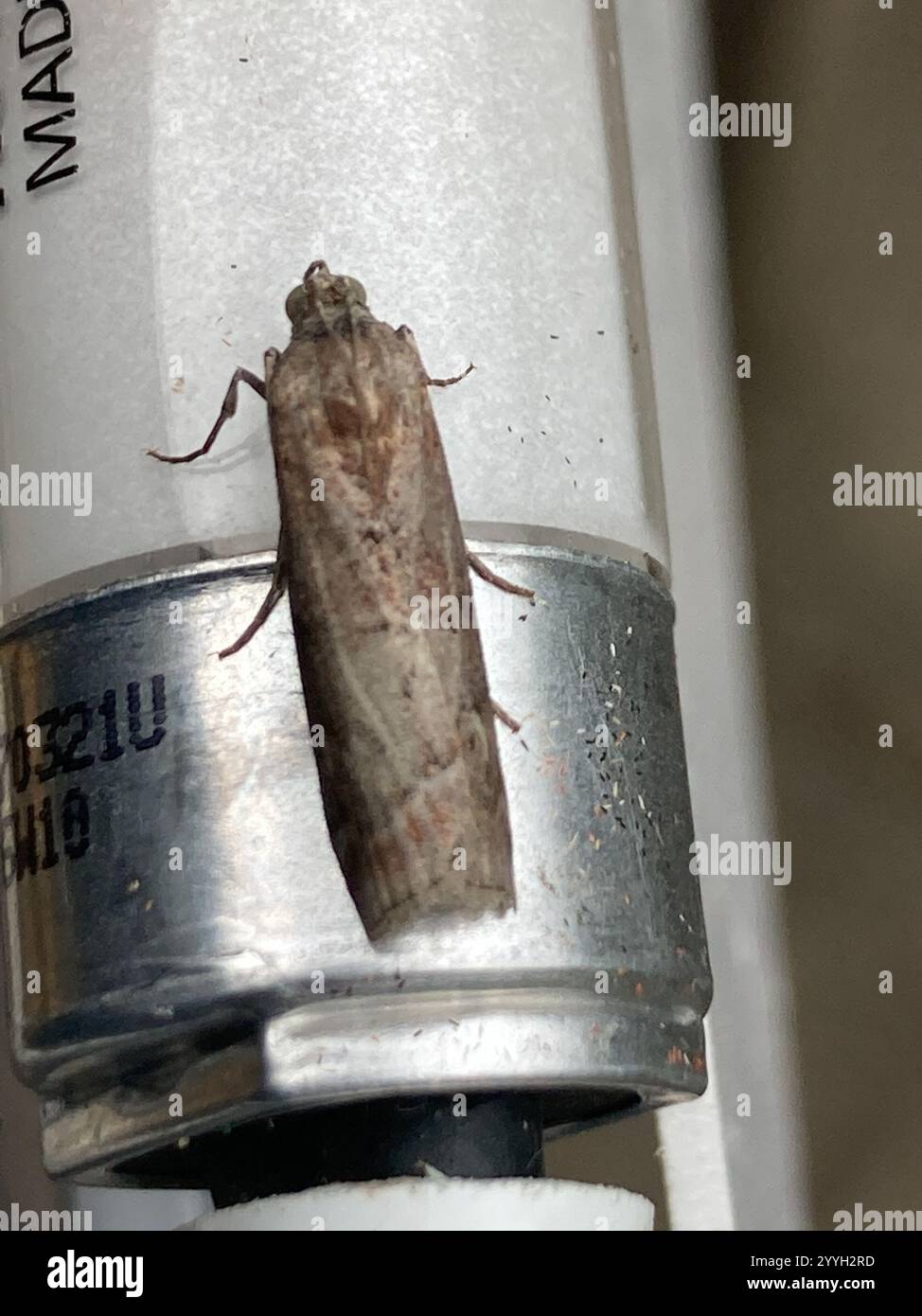 Dotted Oak Knot-horn (Phycita roborella Stock Photo - Alamy