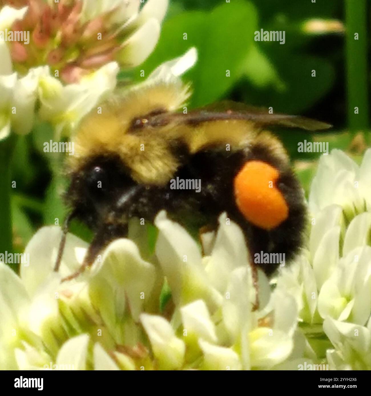 Two-spotted Bumble Bee (Bombus bimaculatus Stock Photo - Alamy