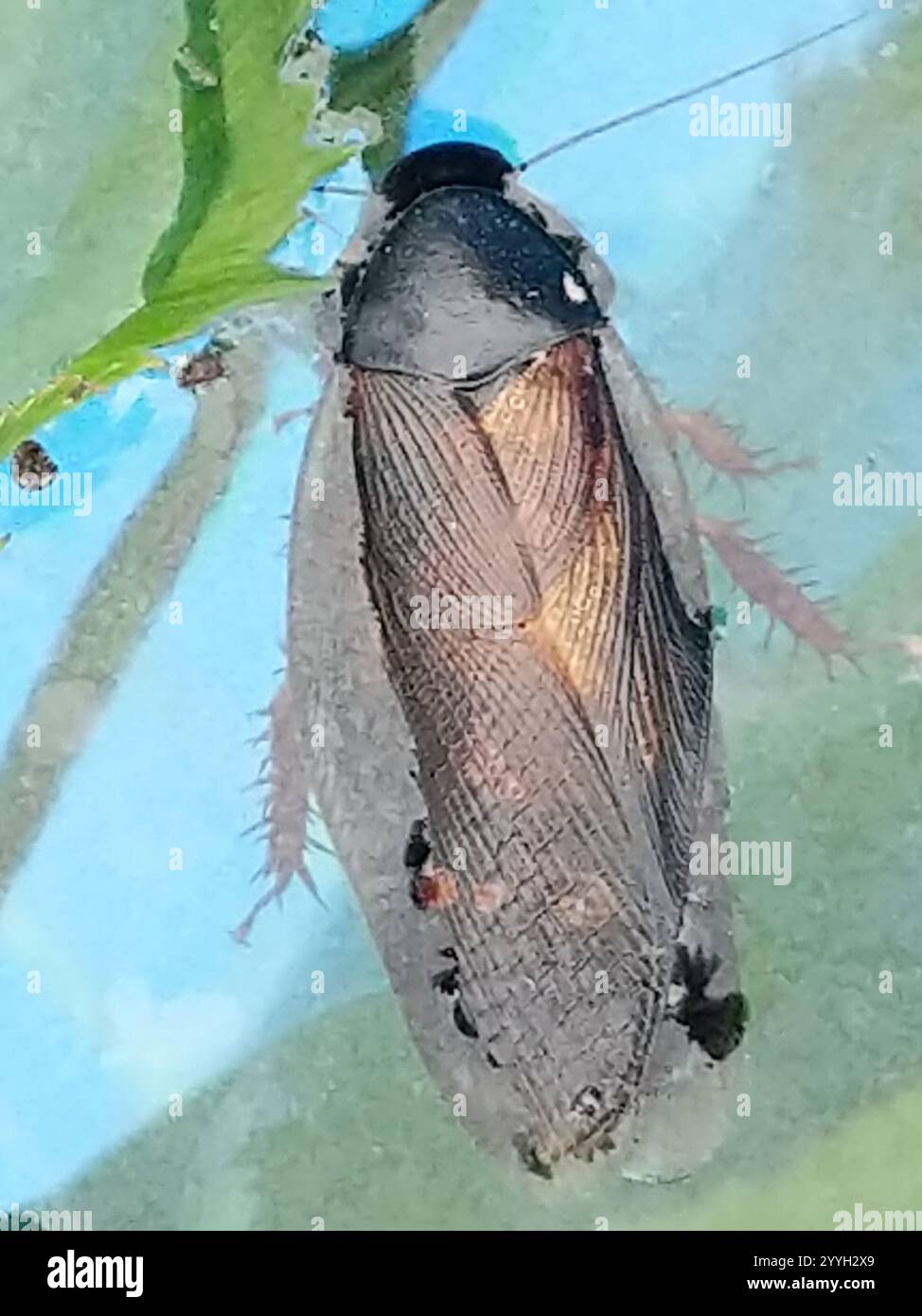 Surinam Cockroach (Pycnoscelus surinamensis Stock Photo - Alamy