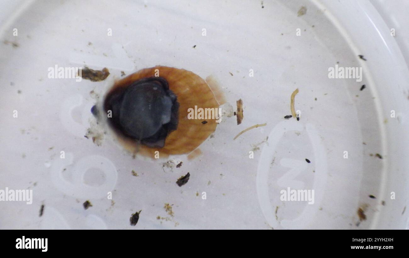 Convex Slippersnail (Crepidula convexa Stock Photo - Alamy