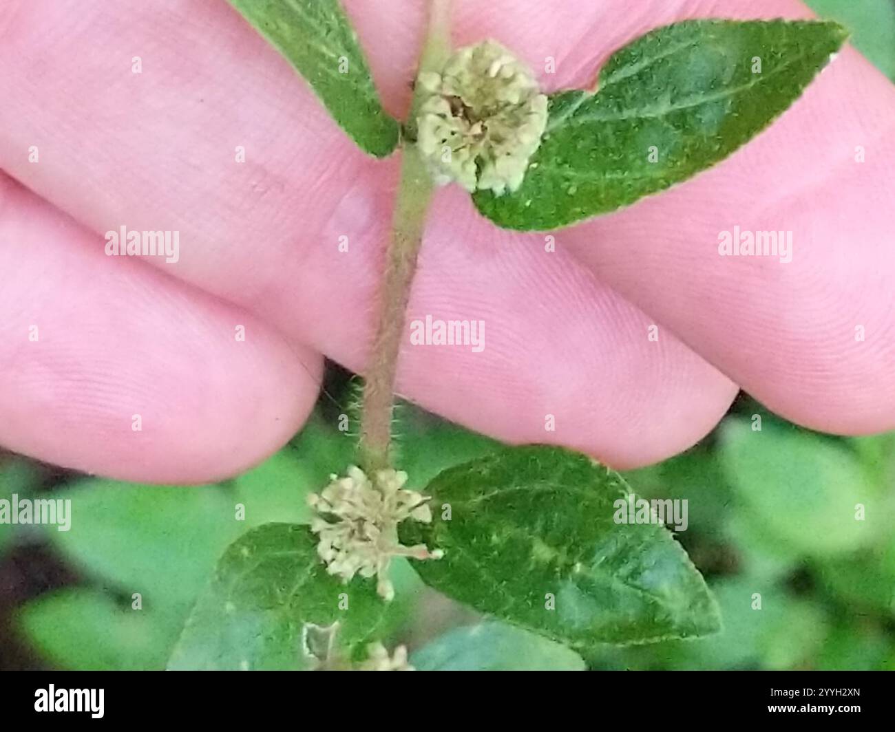 Asthma plant (Euphorbia hirta Stock Photo - Alamy
