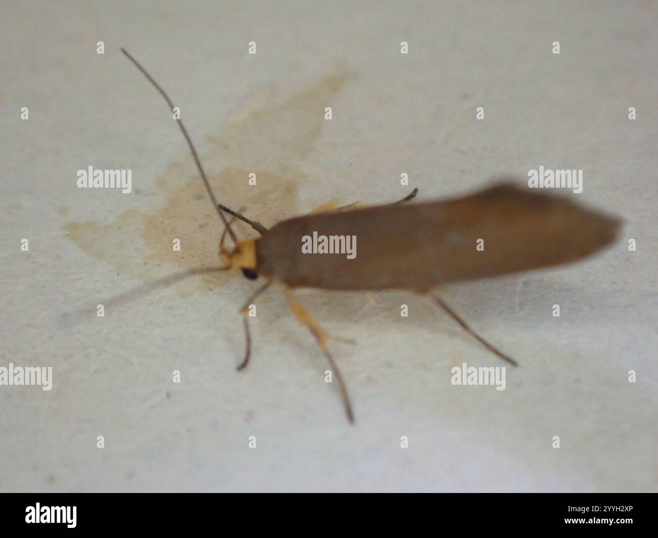 Golden-brown Tubic (Crassa unitella Stock Photo - Alamy