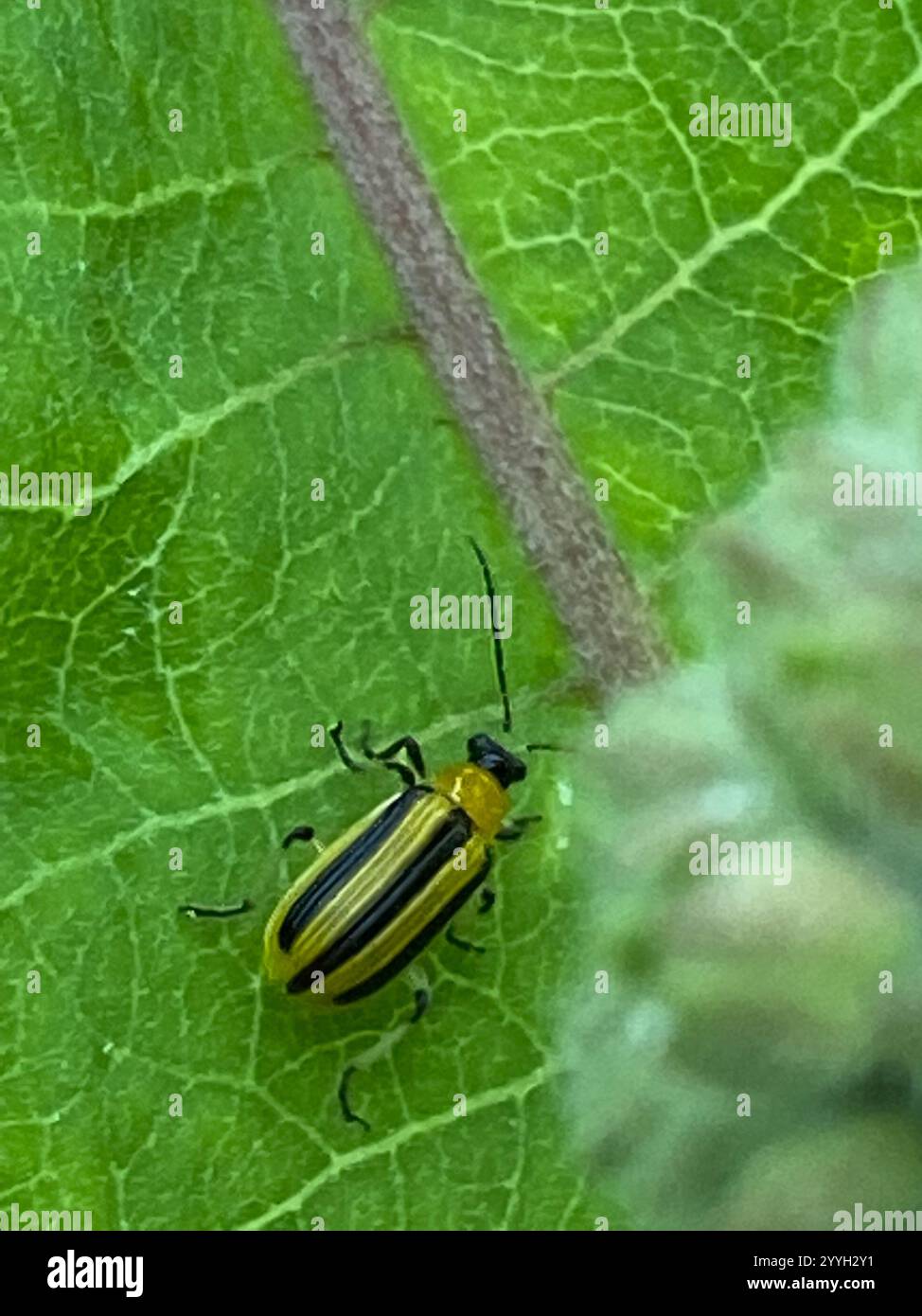 Striped cucumber beetle hi-res stock photography and images - Alamy