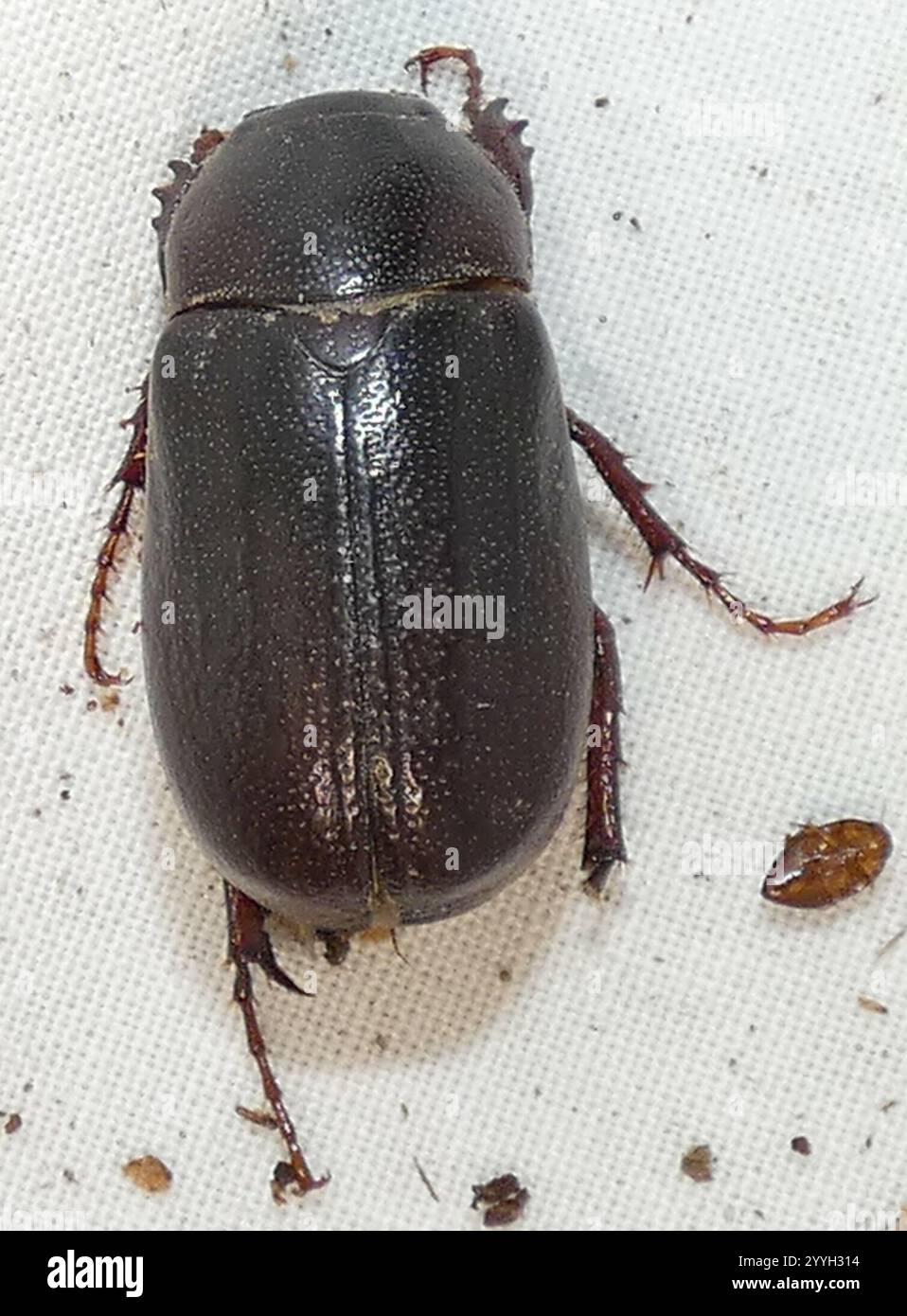 May Beetles (Phyllophaga Stock Photo - Alamy