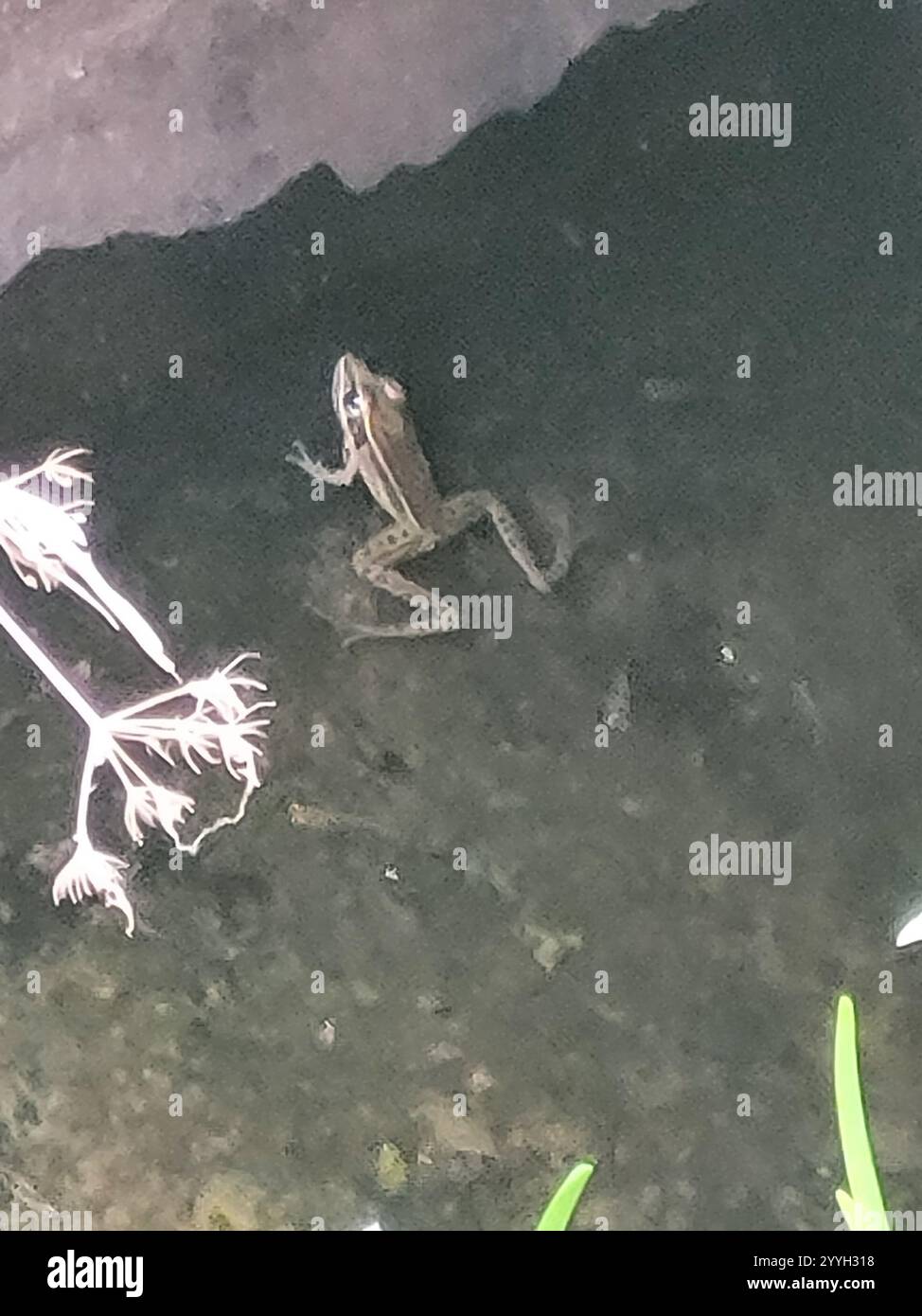 Southern Leopard Frog (Lithobates sphenocephalus Stock Photo - Alamy