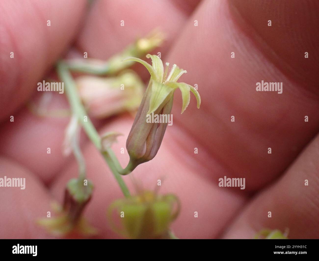 bronze-bells (Anticlea occidentalis Stock Photo - Alamy