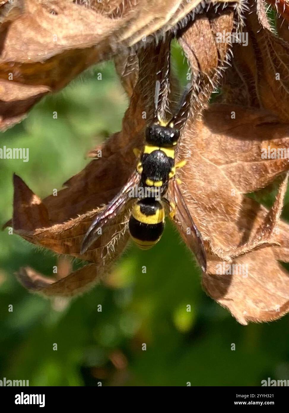 Ancistrocerus gazella hi-res stock photography and images - Alamy