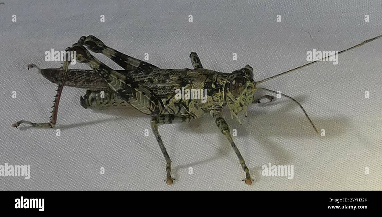 Pine tree Spur-throat Grasshopper (Melanoplus punctulatus Stock Photo ...