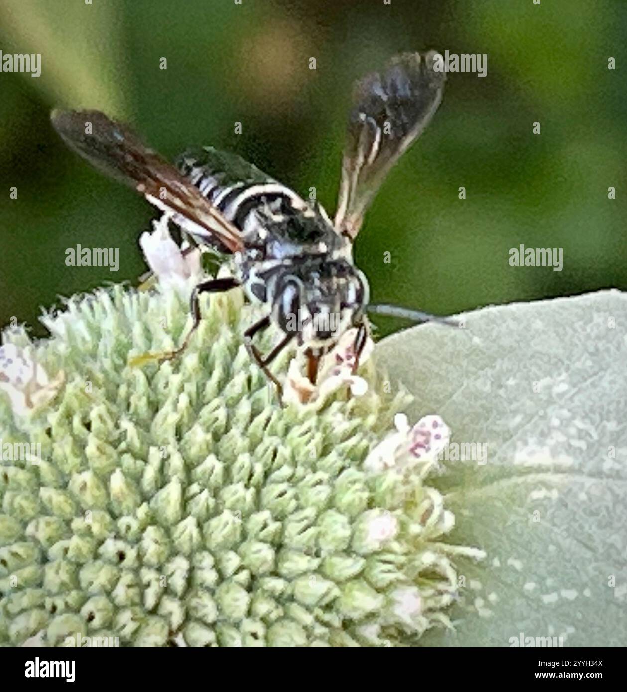 Sharptail Bees (Coelioxys Stock Photo - Alamy