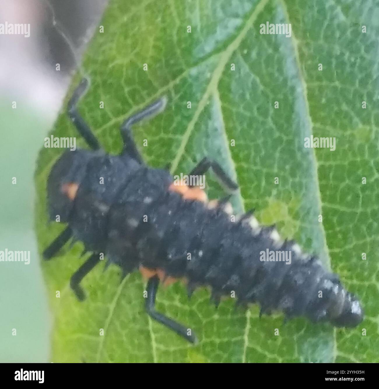 Giant Lady Beetles (Anatis Stock Photo - Alamy