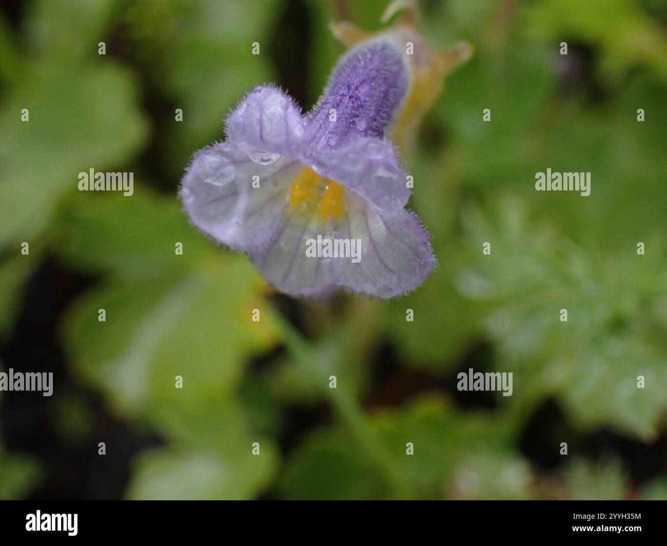 oneflower broomrape (Aphyllon purpureum Stock Photo - Alamy