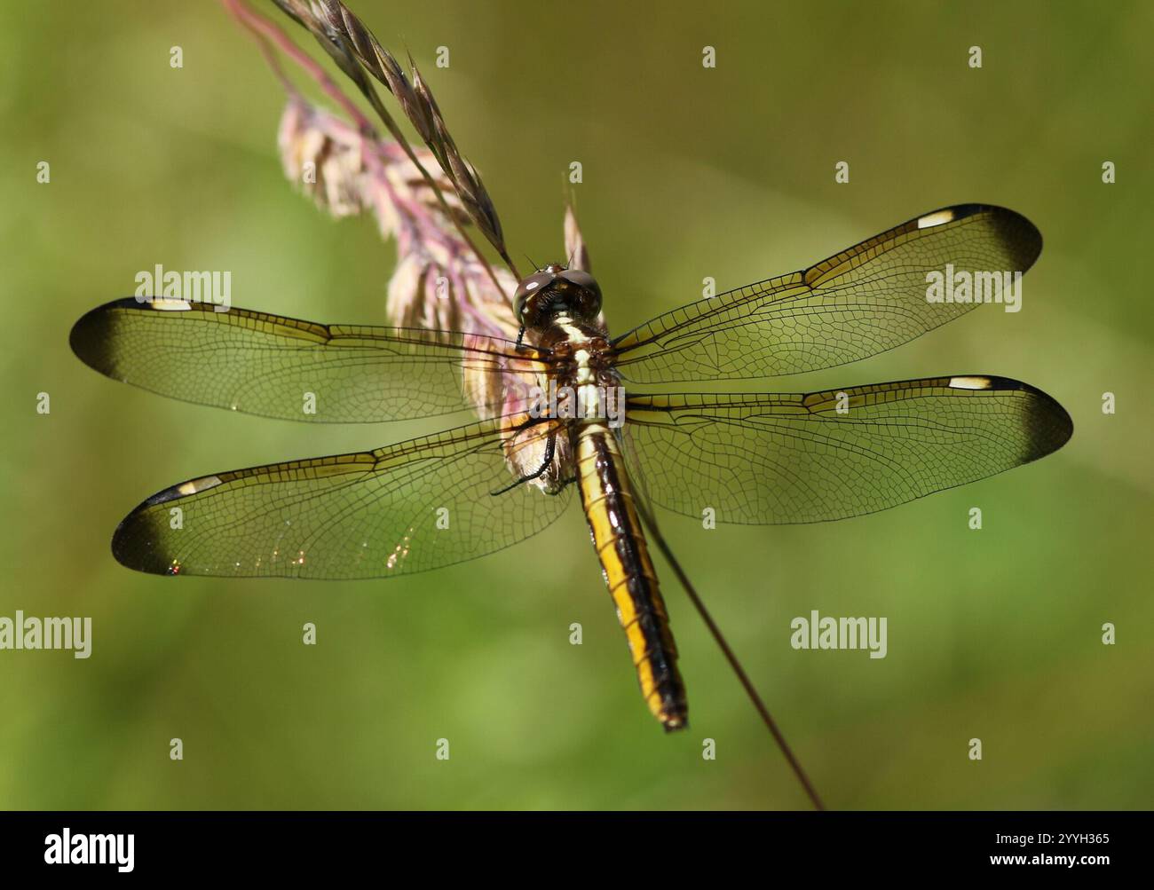 Spangled Skimmer (Libellula cyanea Stock Photo - Alamy