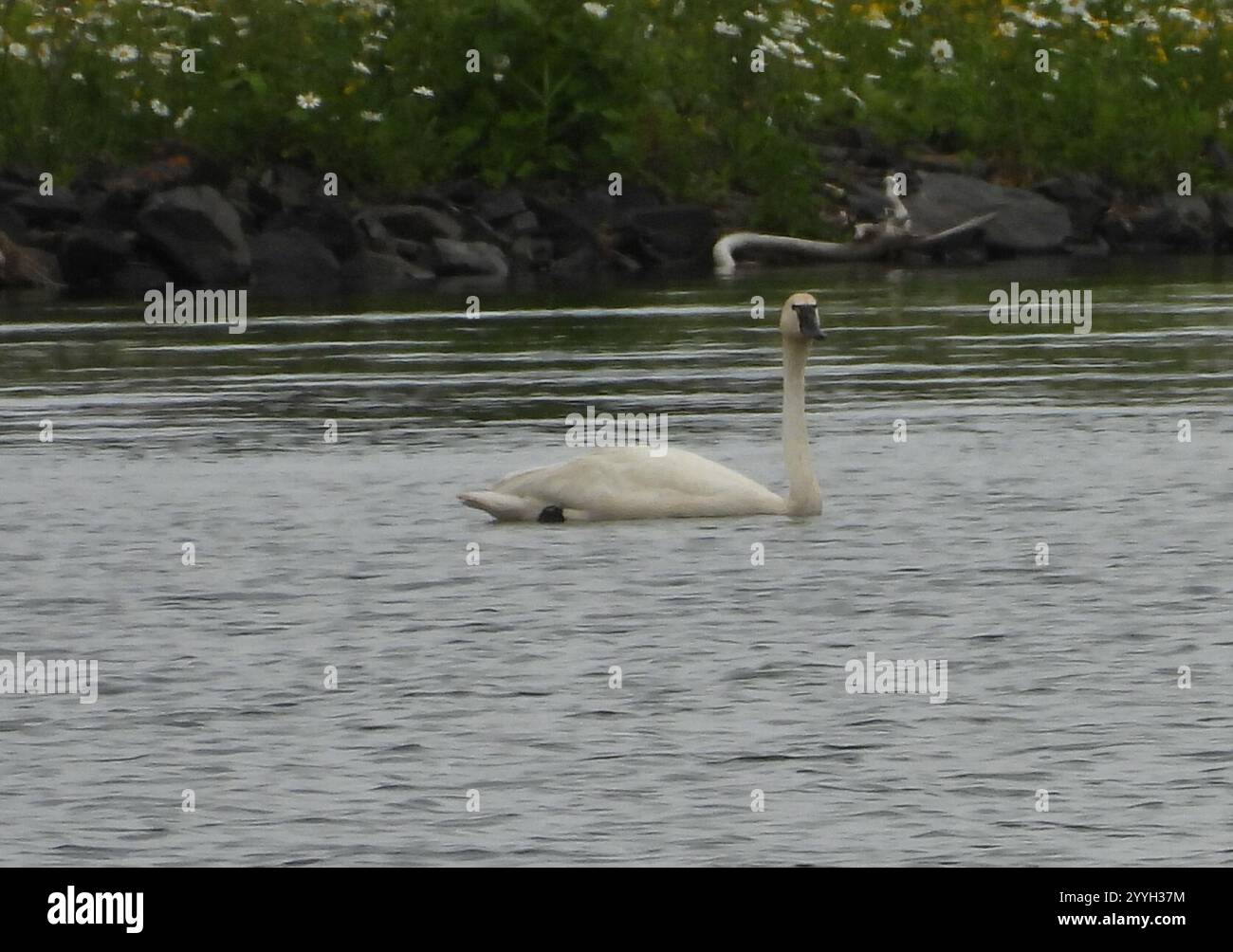 Tundra Swan (Cygnus columbianus Stock Photo - Alamy