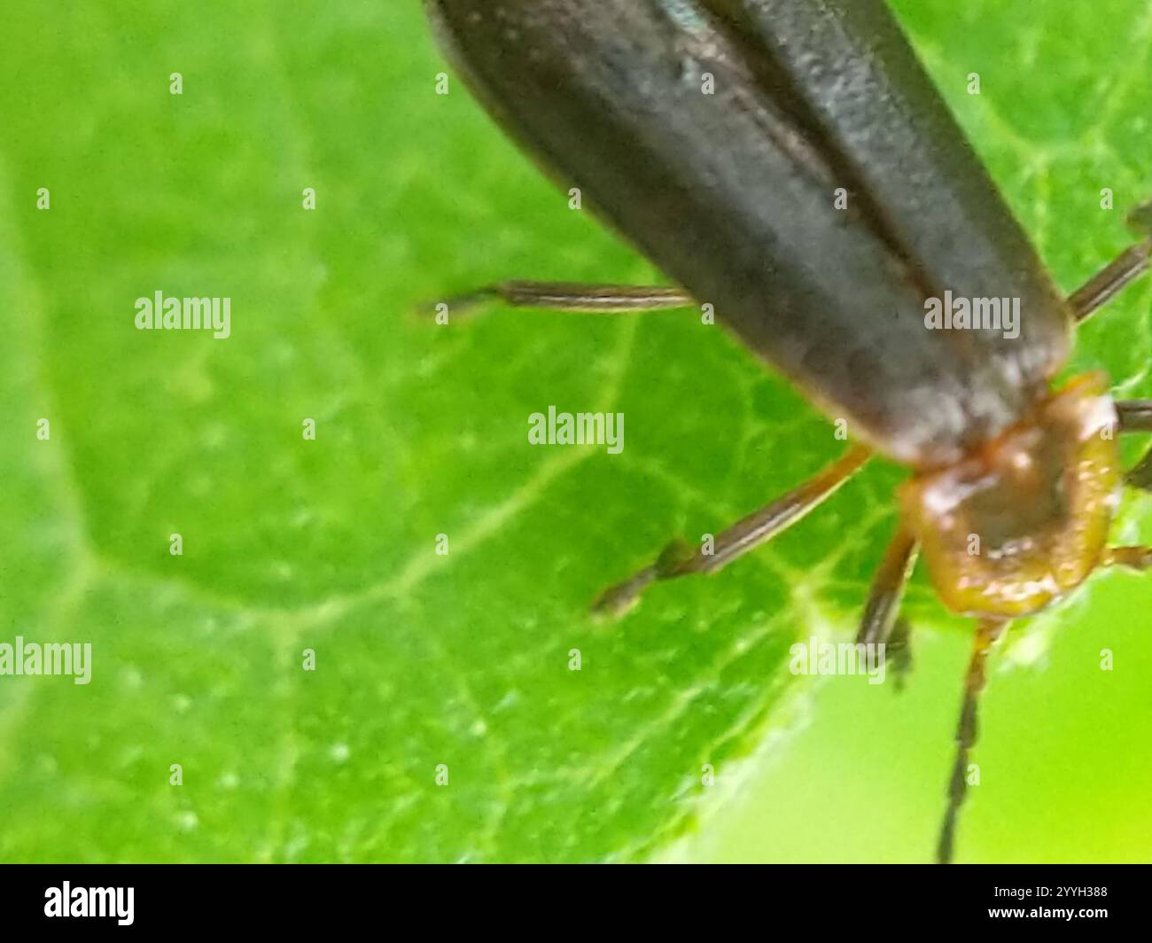 Net-winged Beetles (Lycidae Stock Photo - Alamy