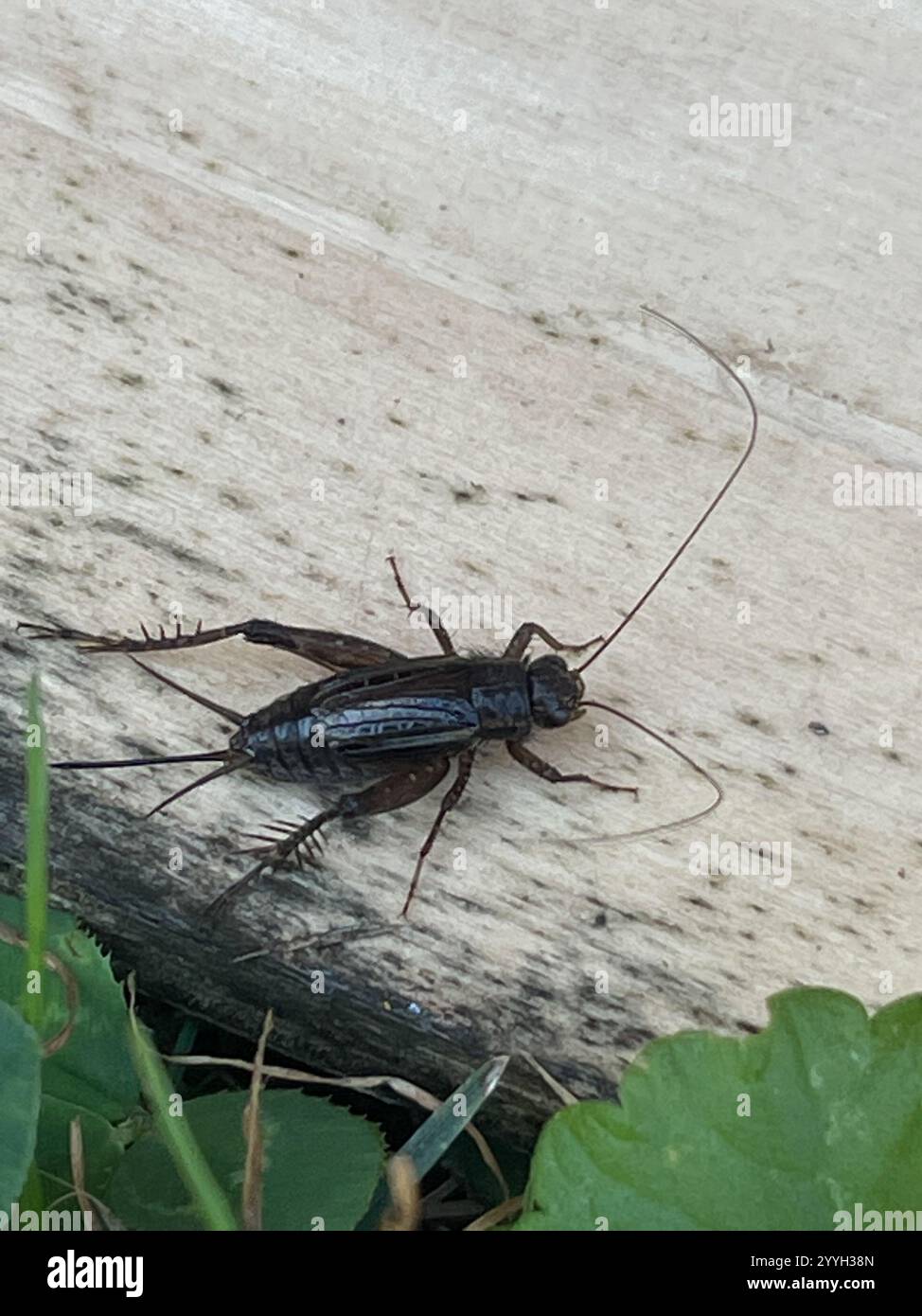 Spring Field Cricket (Gryllus veletis Stock Photo - Alamy