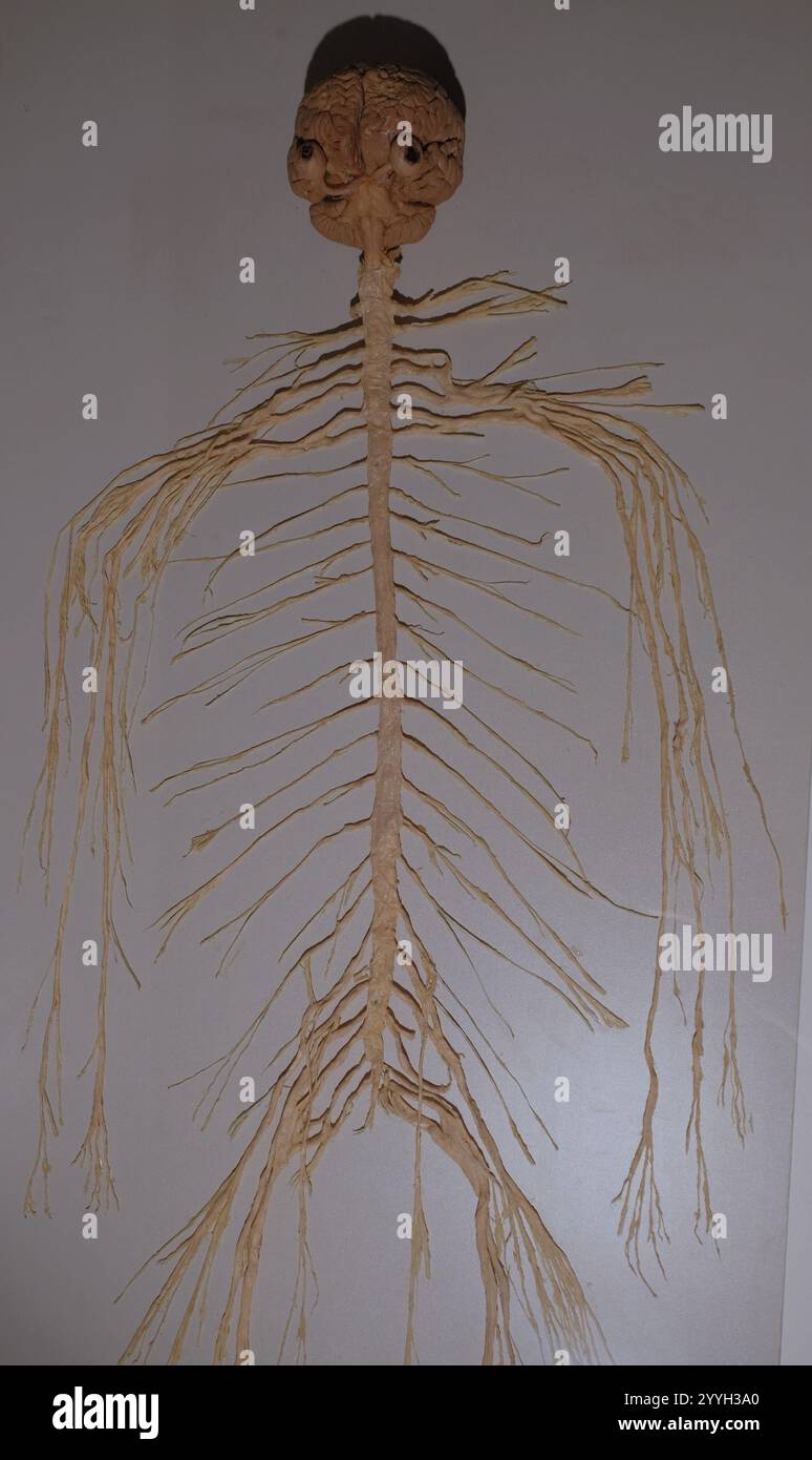 Complete medical dissection of entire human nervous system Stock Photo ...