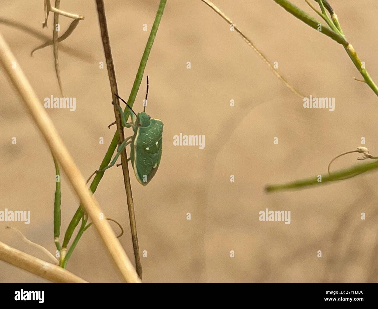 Say's Stink Bug (Chlorochroa sayi Stock Photo - Alamy