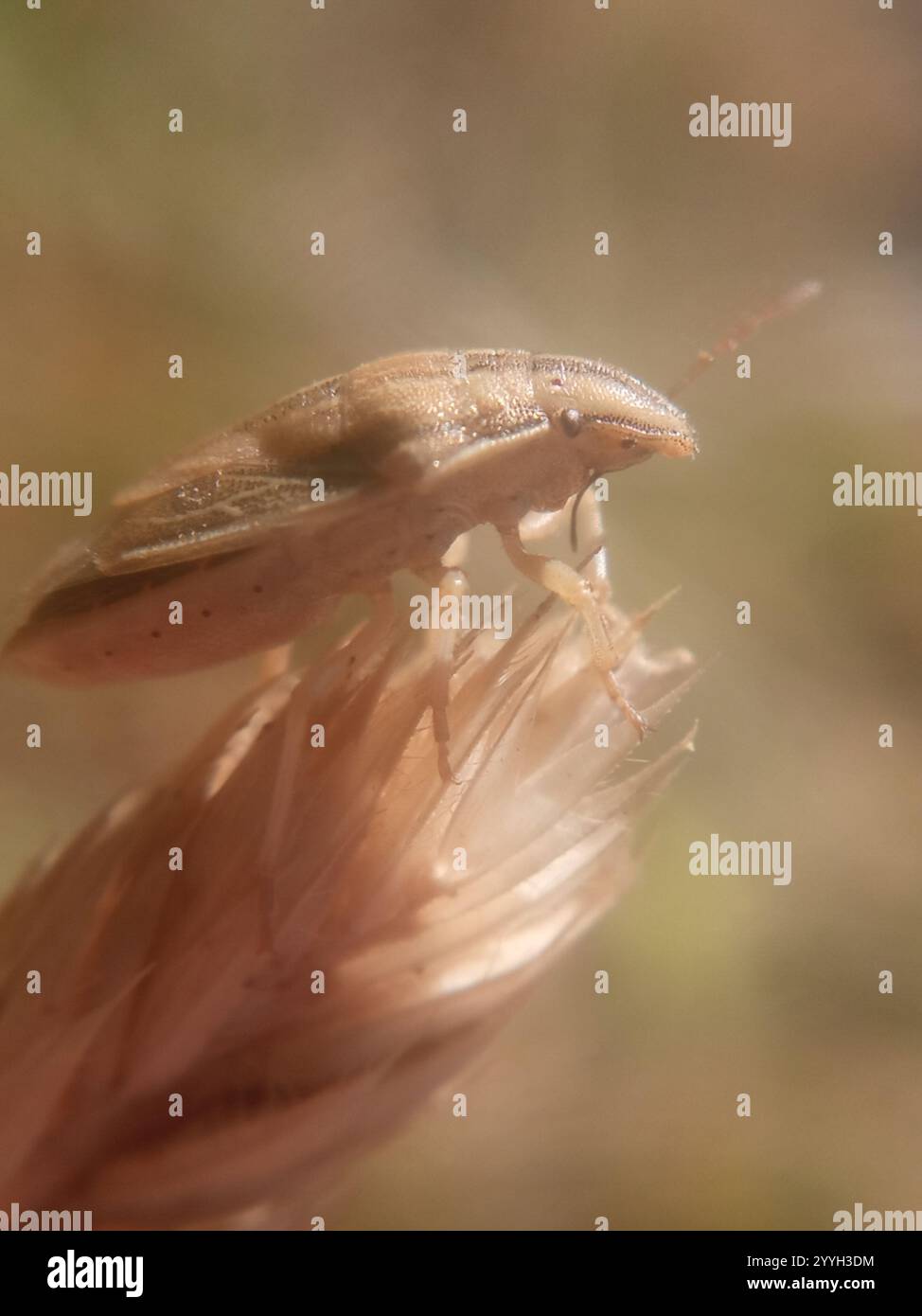 Bishop's Mitre Shield Bug (Aelia acuminata Stock Photo - Alamy