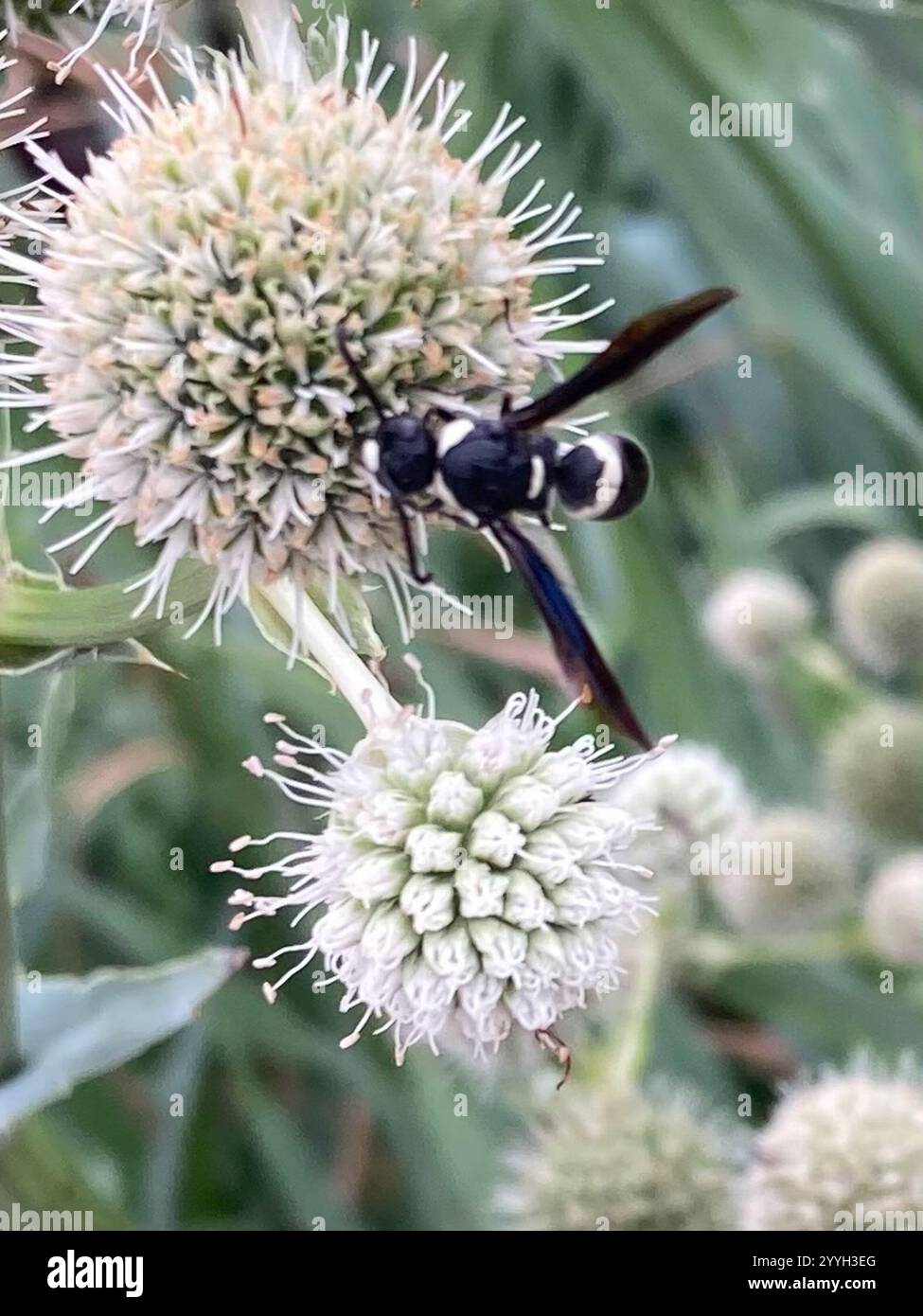 Four-toothed Mason Wasp (Monobia quadridens Stock Photo - Alamy