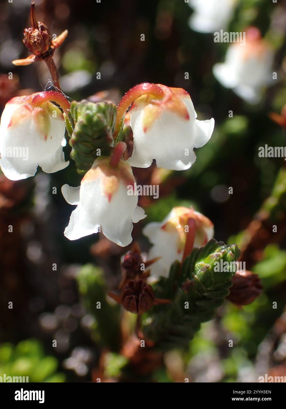 Arctic bell-heather (Cassiope tetragona Stock Photo - Alamy