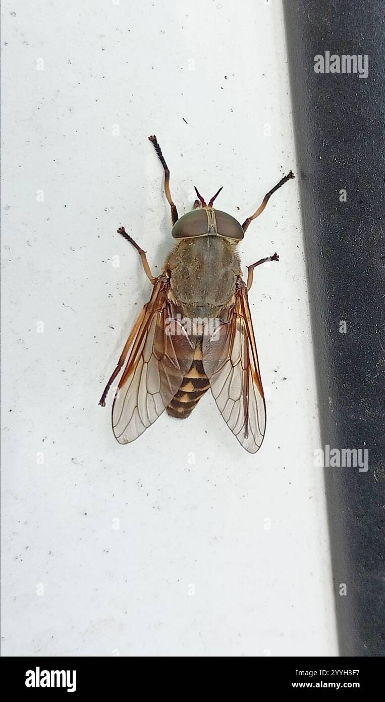 Dark Giant Horse Fly (Tabanus sudeticus Stock Photo - Alamy