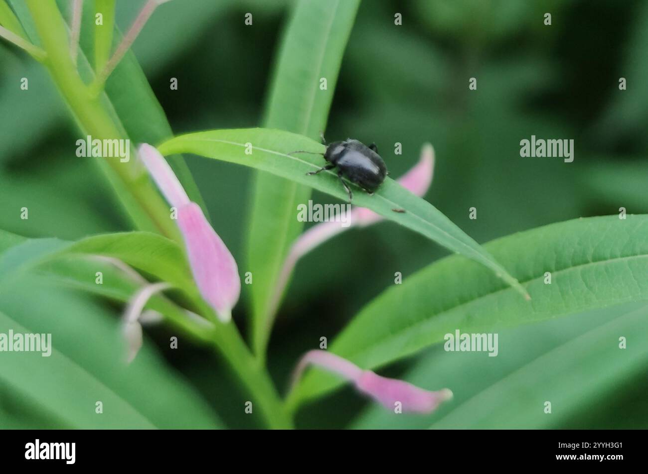 Western Grape Rootworm (Bromius obscurus Stock Photo - Alamy