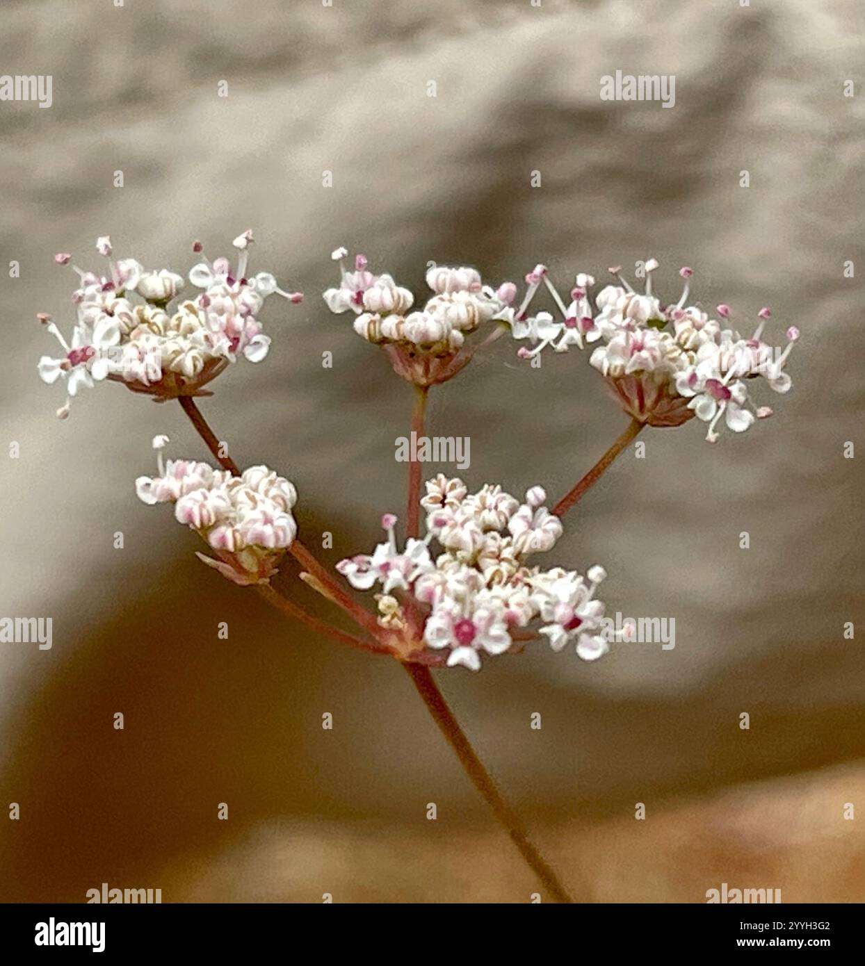 Perideridia hi-res stock photography and images - Alamy