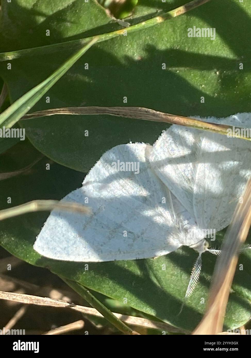 Common White Wave (Cabera pusaria Stock Photo - Alamy