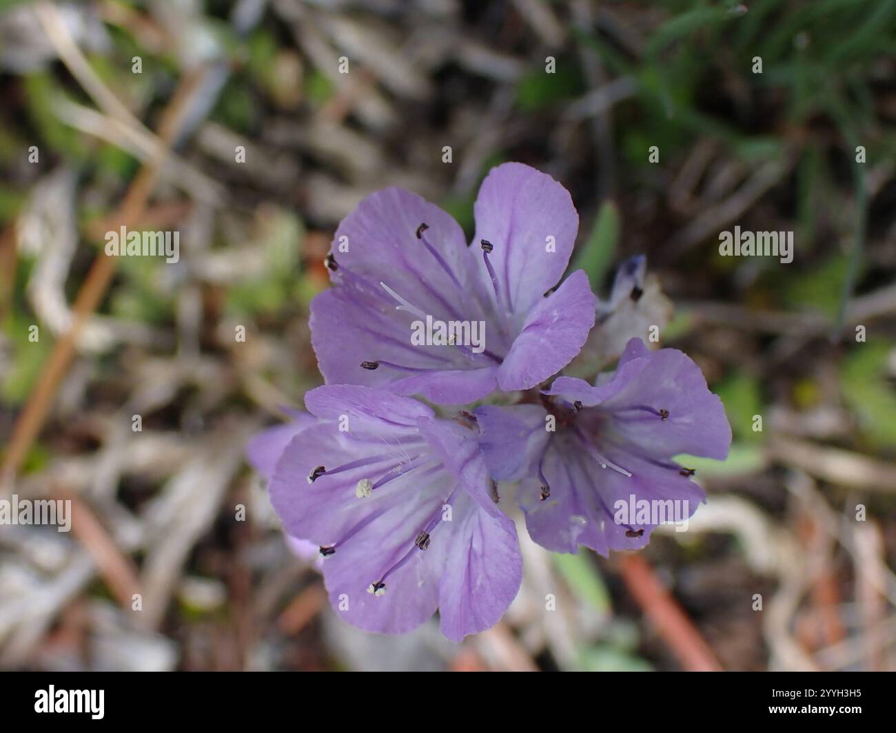 Linearleaf Phacelia (Phacelia linearis Stock Photo - Alamy