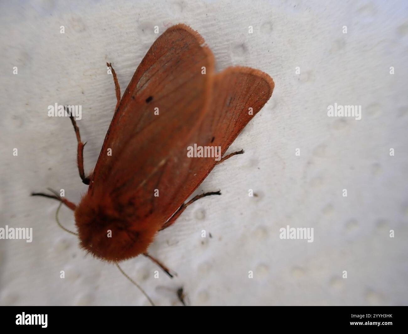 Ruby Tiger Moth (Phragmatobia fuliginosa Stock Photo - Alamy