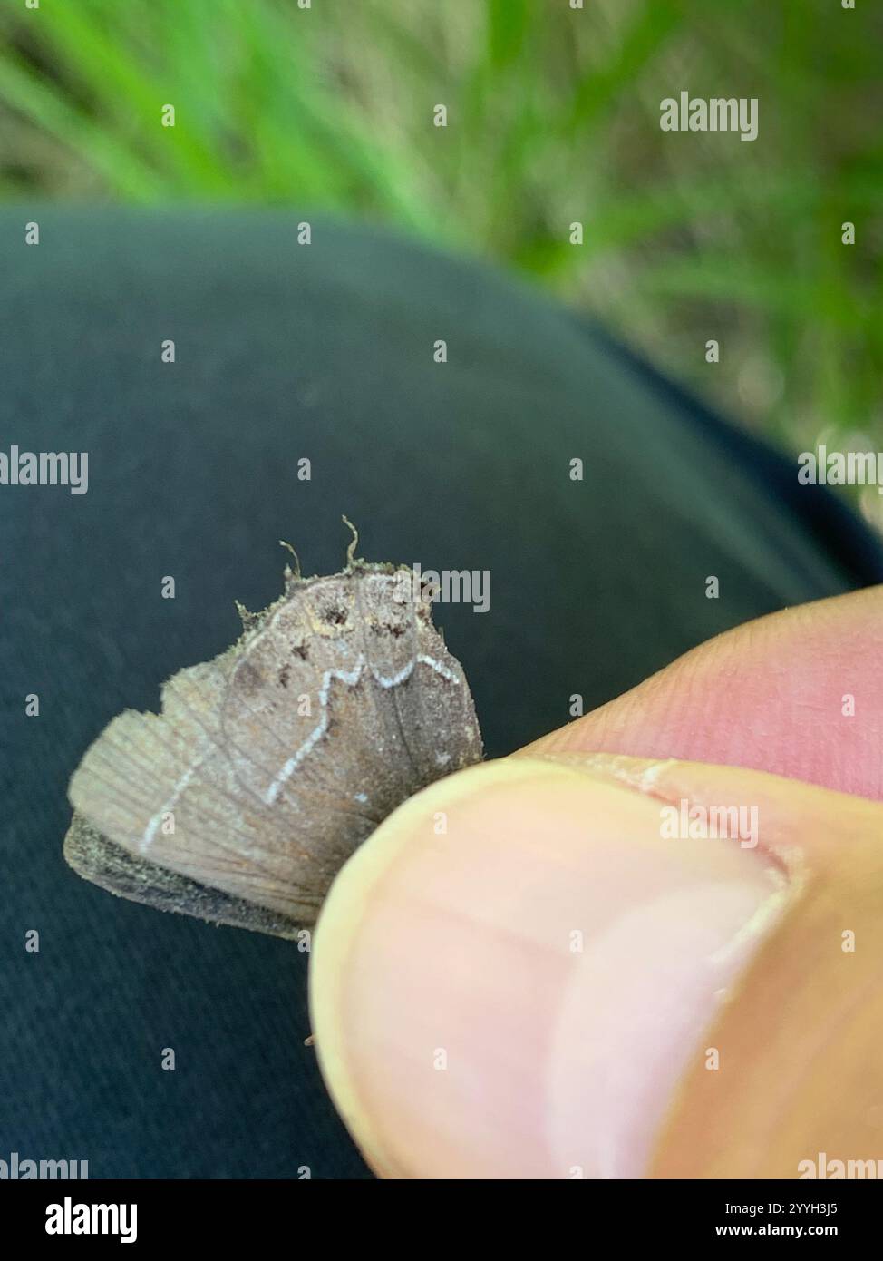 Callophrys spinetorum hi-res stock photography and images - Alamy