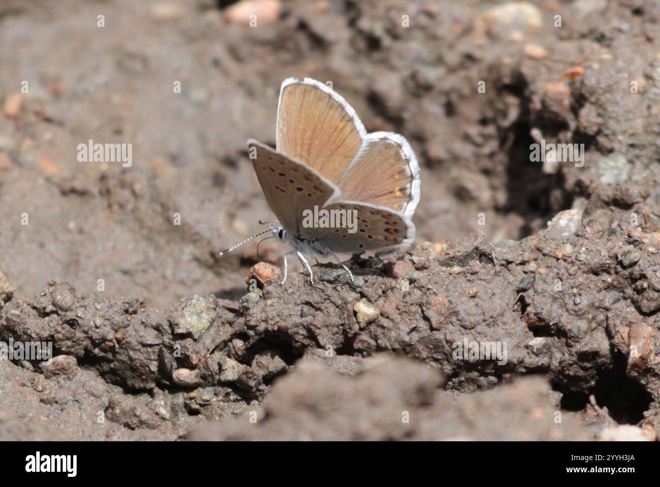 Anna's Blue (Plebejus anna Stock Photo - Alamy