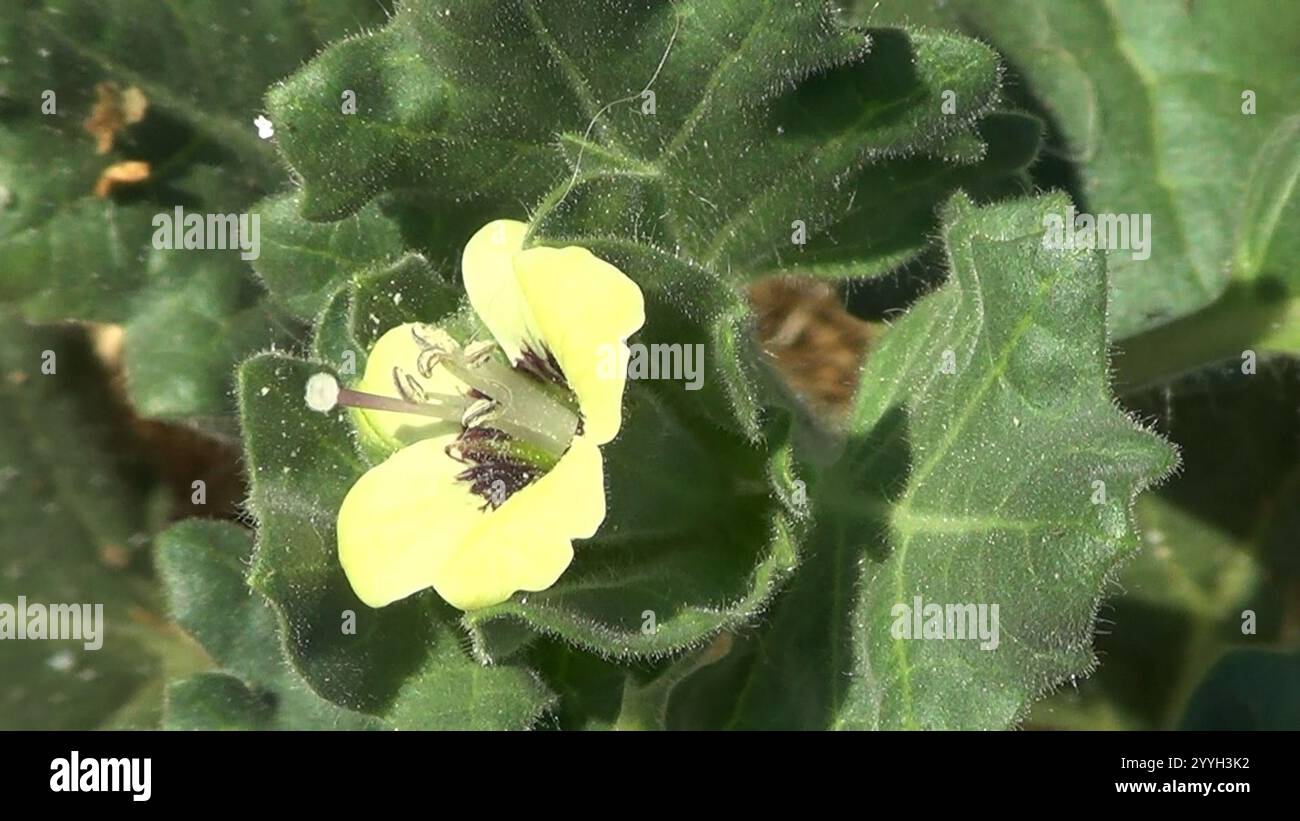 white henbane (Hyoscyamus albus Stock Photo - Alamy