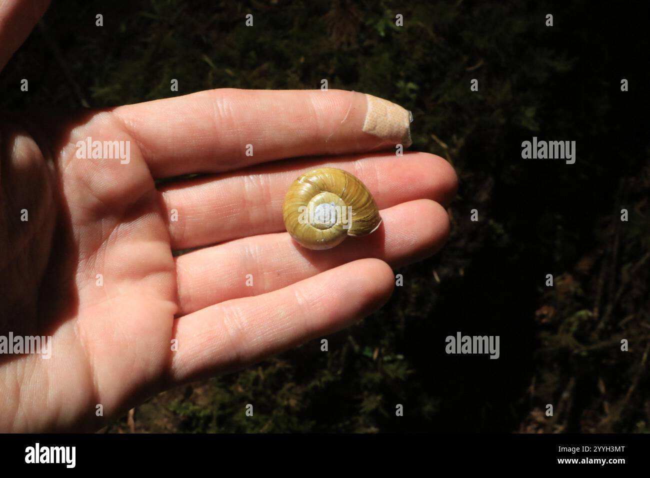 Robust Lancetooth Snail (Haplotrema vancouverense Stock Photo - Alamy