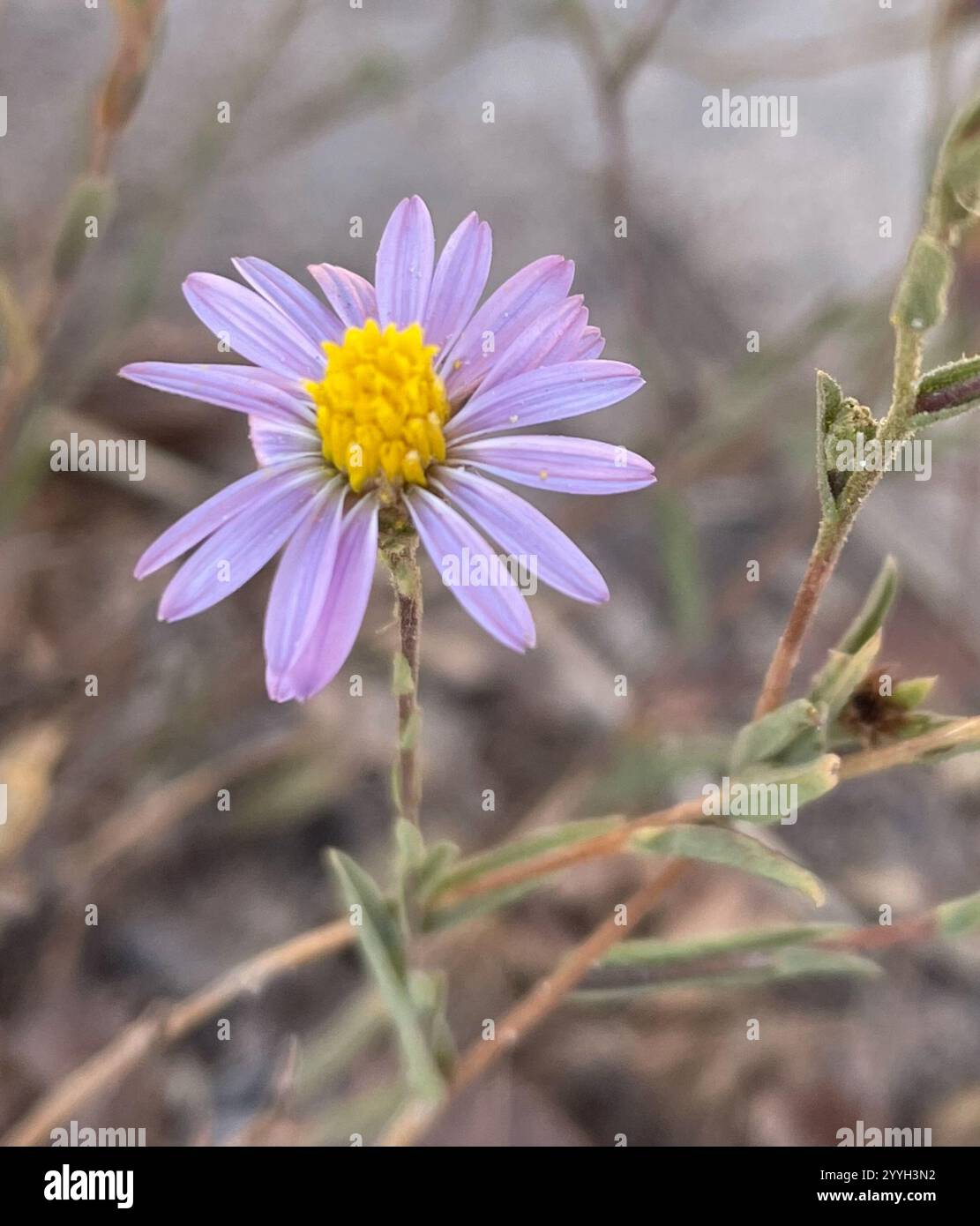 California Aster (Corethrogyne filaginifolia Stock Photo - Alamy