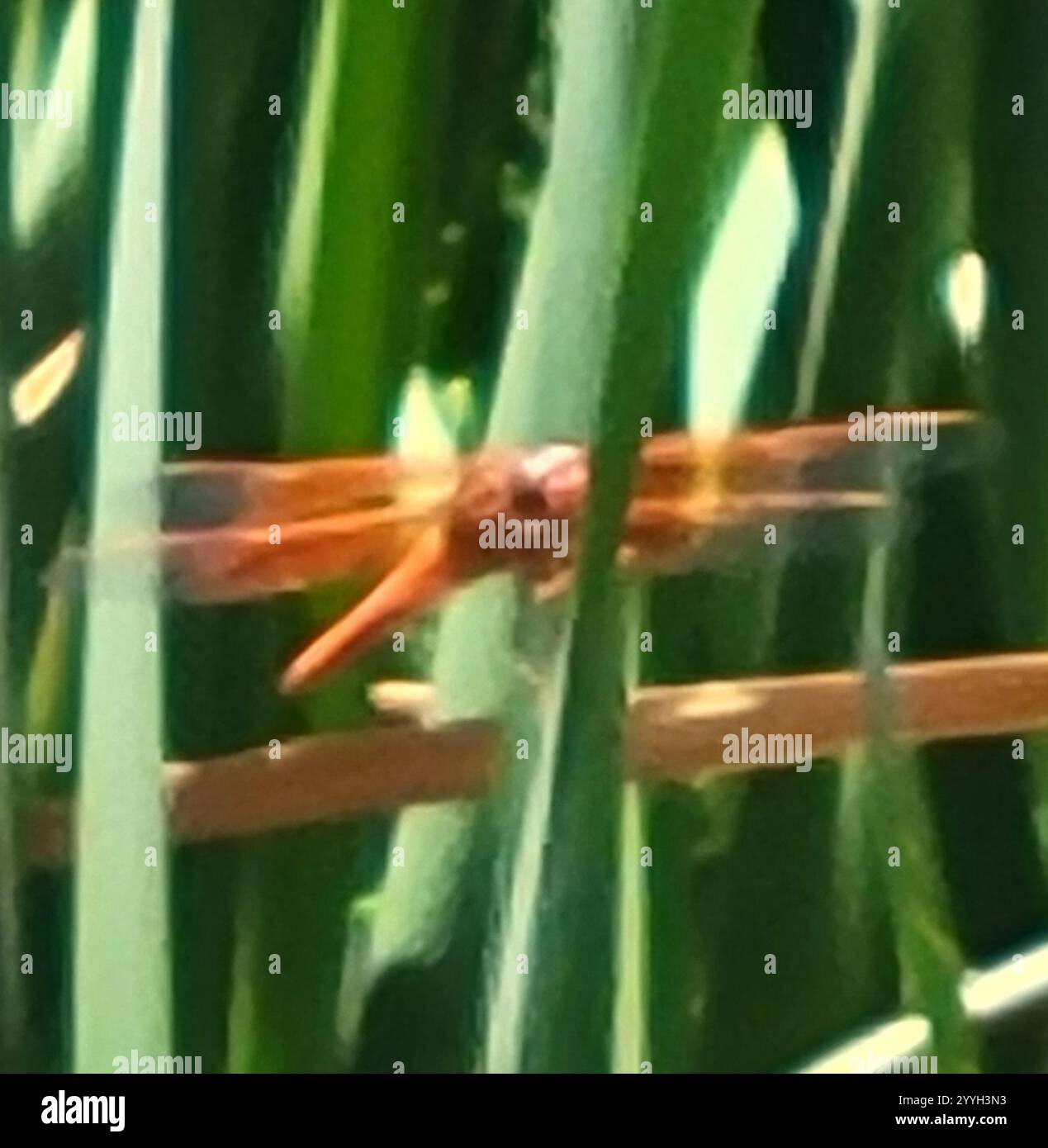 Flame Skimmer (Libellula saturata Stock Photo - Alamy