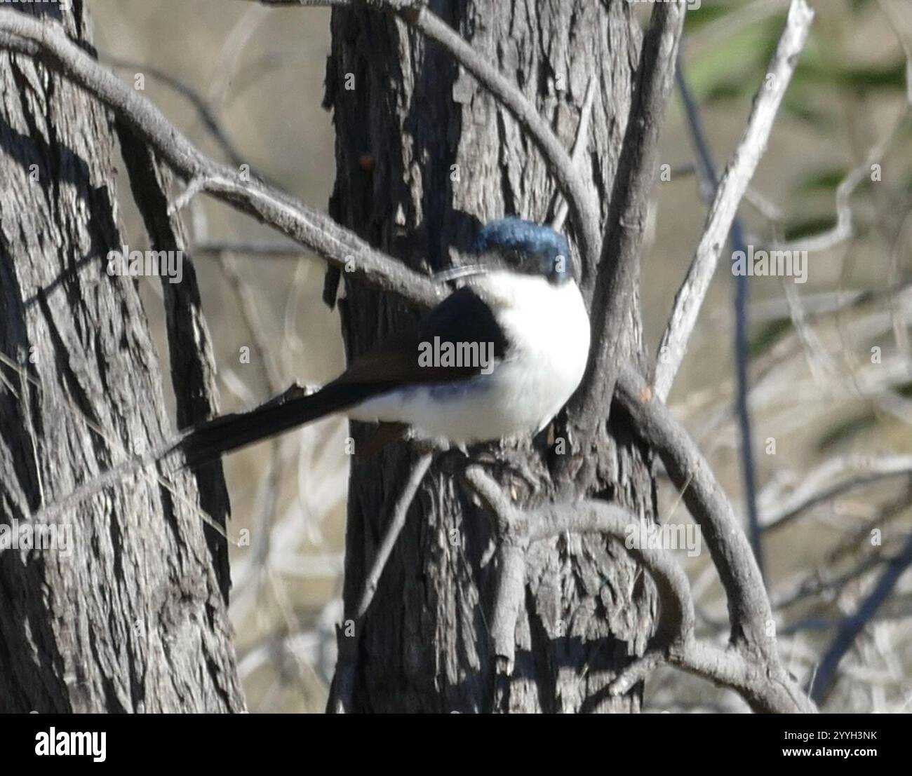 Restless flycatcher hi-res stock photography and images - Alamy