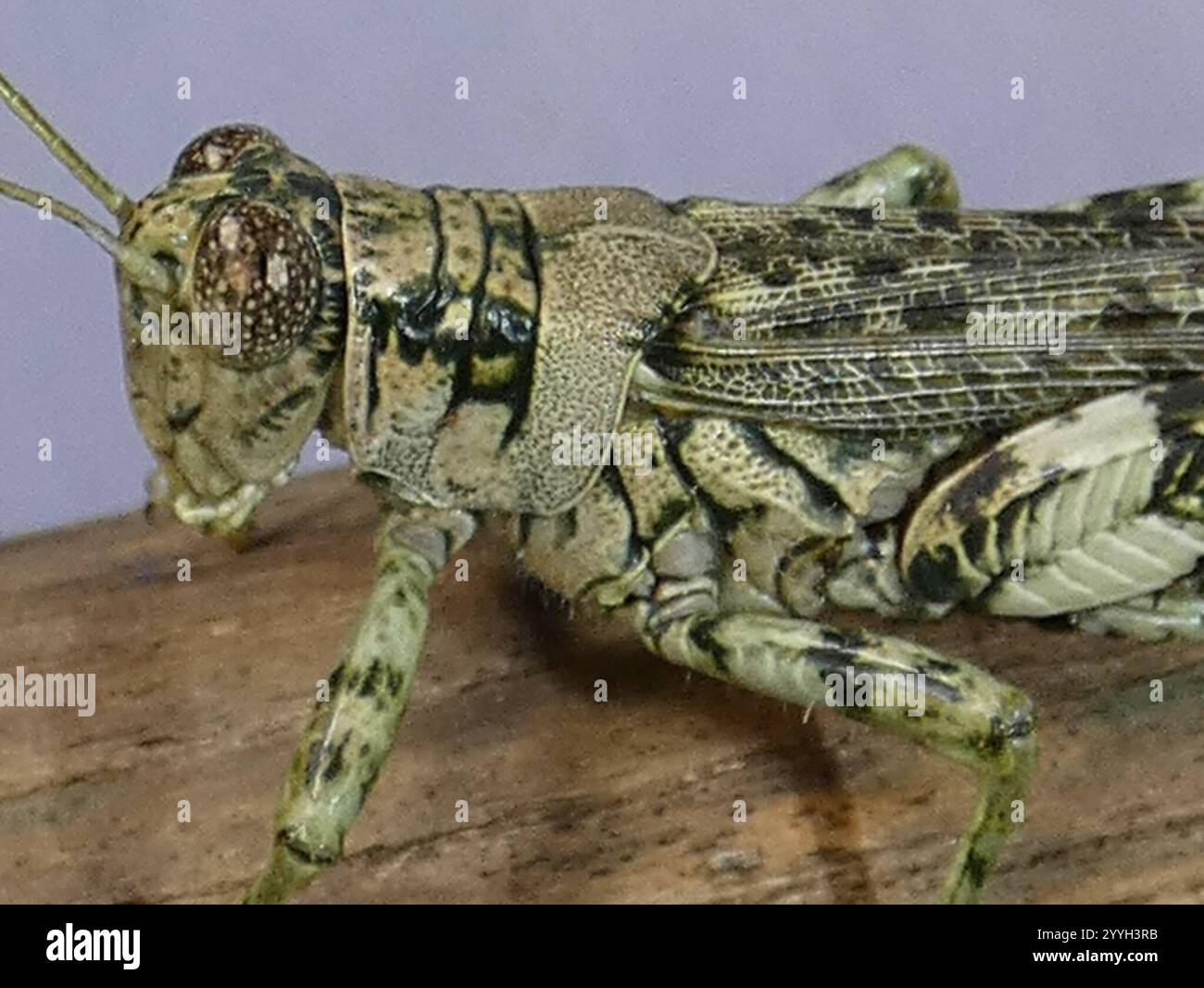 Pine tree Spur-throat Grasshopper (Melanoplus punctulatus Stock Photo ...