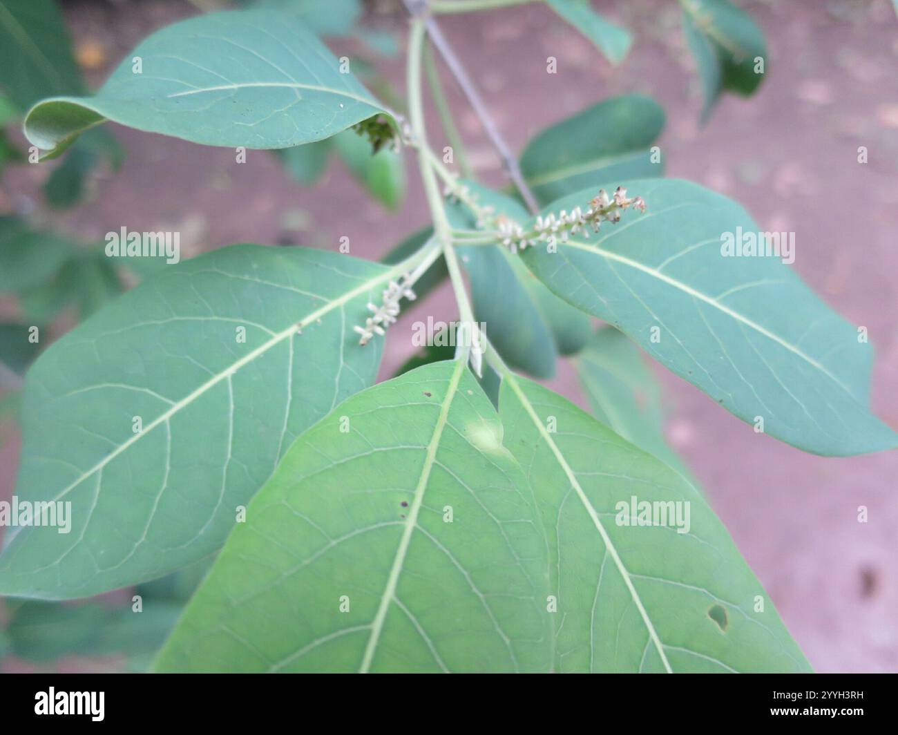 Bushwillow hi-res stock photography and images - Alamy